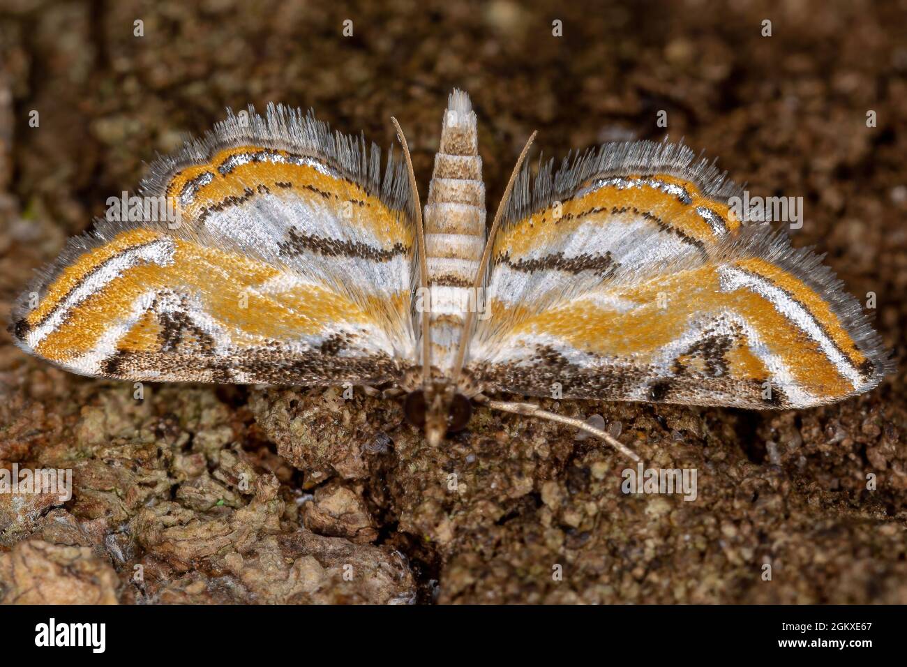 Adult China-mark Moth of the Subfamily Acentropinae Stock Photo - Alamy