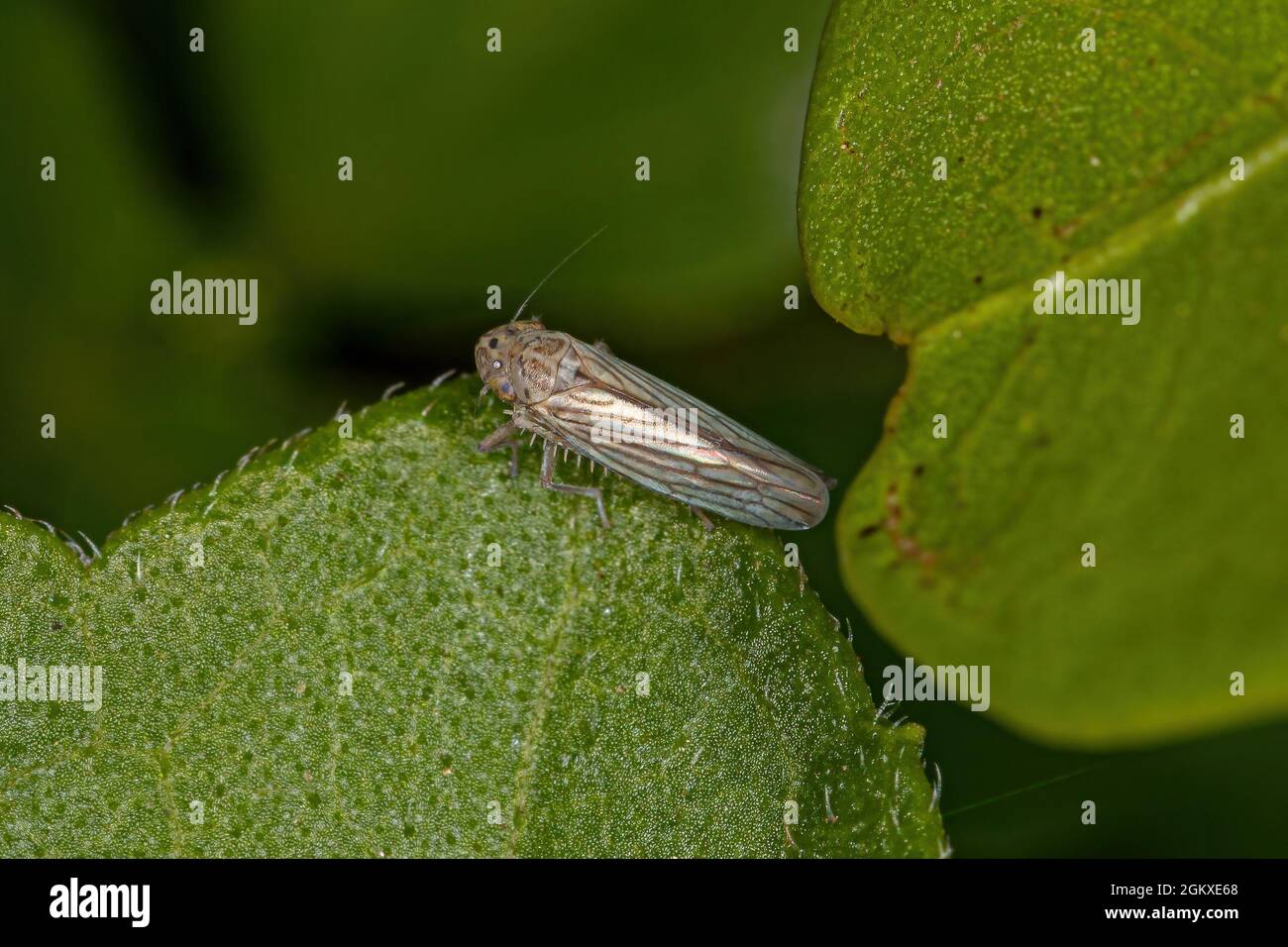 Adult Sharpshooter Insect of the Subfamily Cicadellinae Stock Photo - Alamy