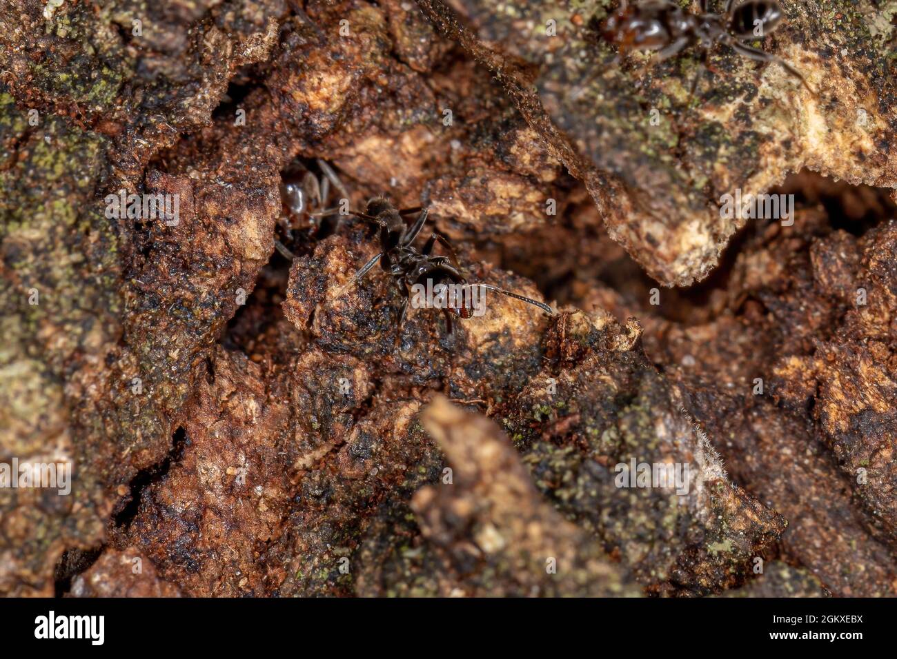 Adult Cecropia Ant of the Genus Azteca Stock Photo - Alamy