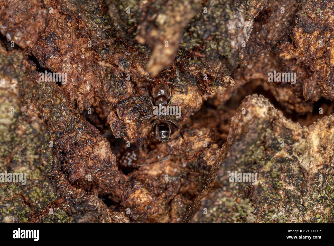 Adult Cecropia Ant of the Genus Azteca Stock Photo - Alamy