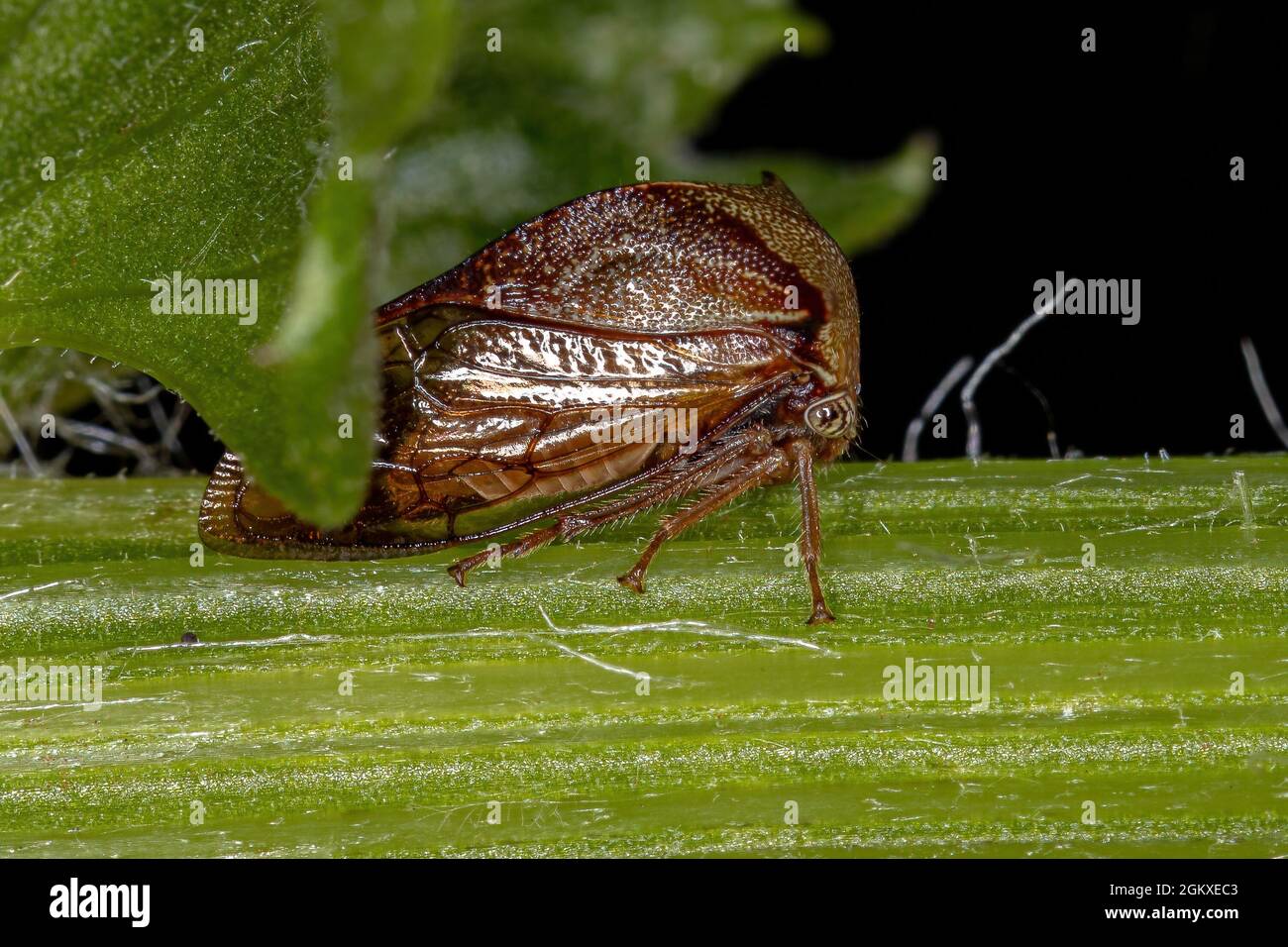 Adult Buffalo Treehopper of the Tribe Ceresini Stock Photo - Alamy