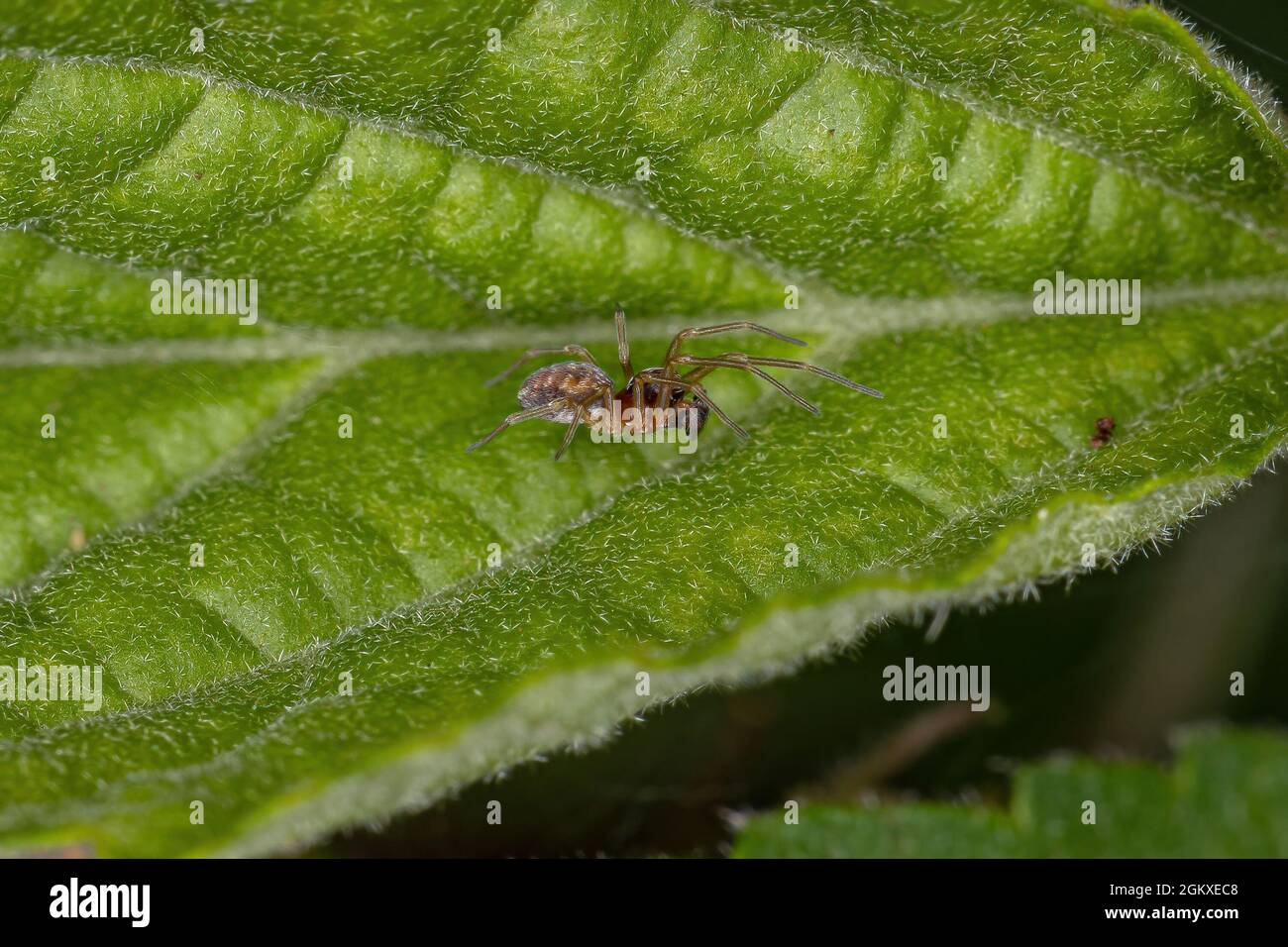 Adult Male Small Meshweaver Spider of the Family Dictynidae Stock Photo ...