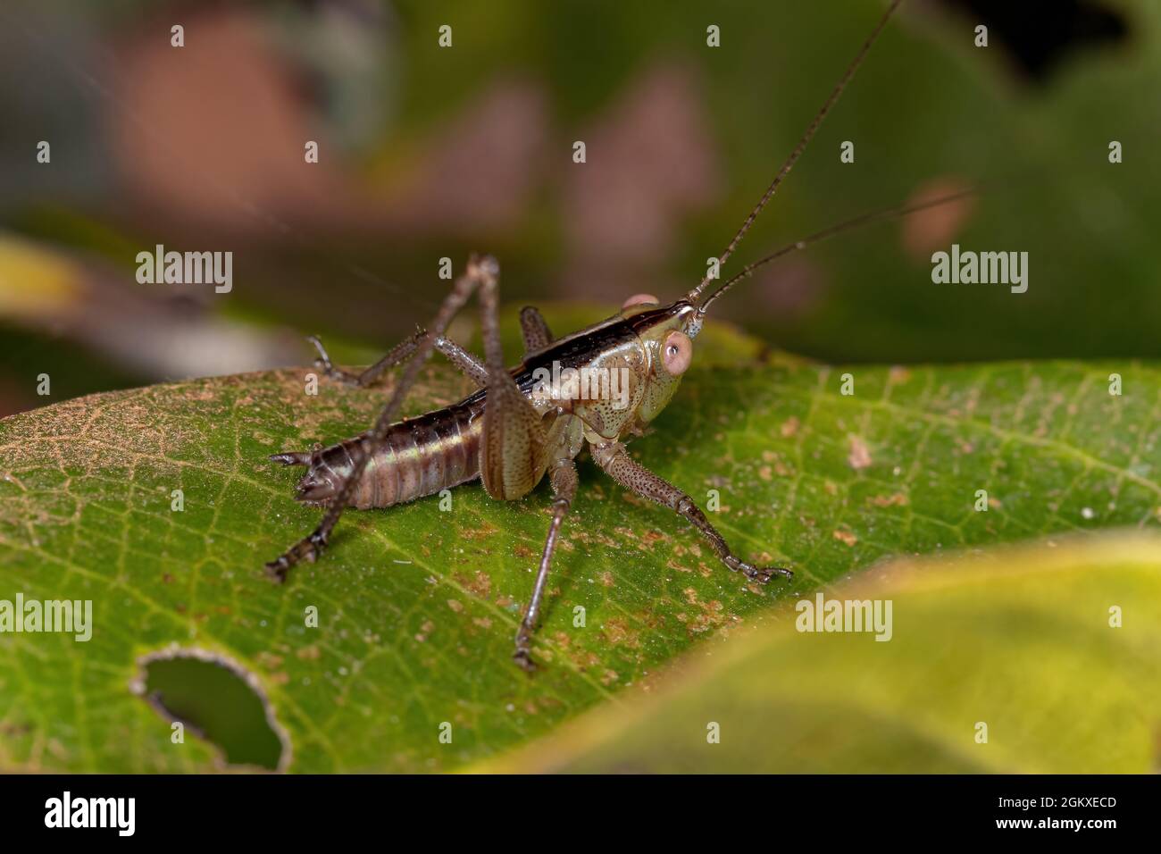 Lesser meadow katydid hi-res stock photography and images - Alamy