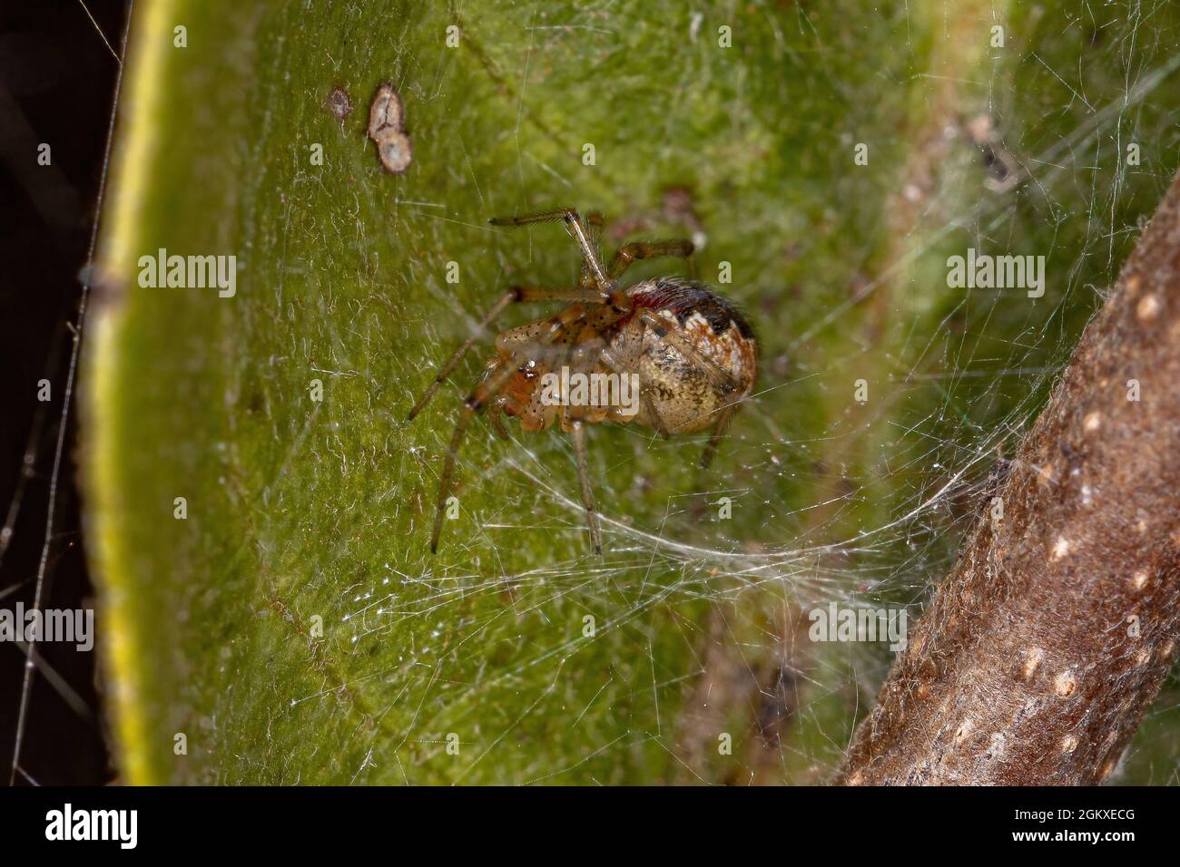 Small Cobweb Spider of the Family Theridiidae Stock Photo - Alamy