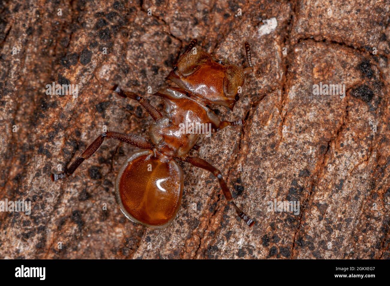 Adult Yellow Turtle Ant of the Genus Cephalotes Stock Photo - Alamy