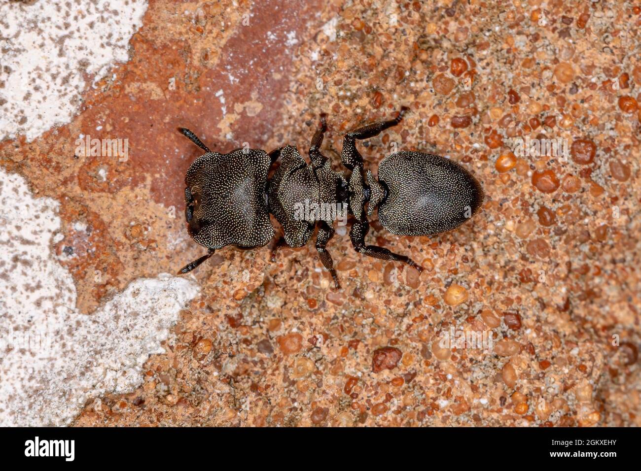 Adult Black Turtle Ant of the Genus Cephalotes Stock Photo - Alamy