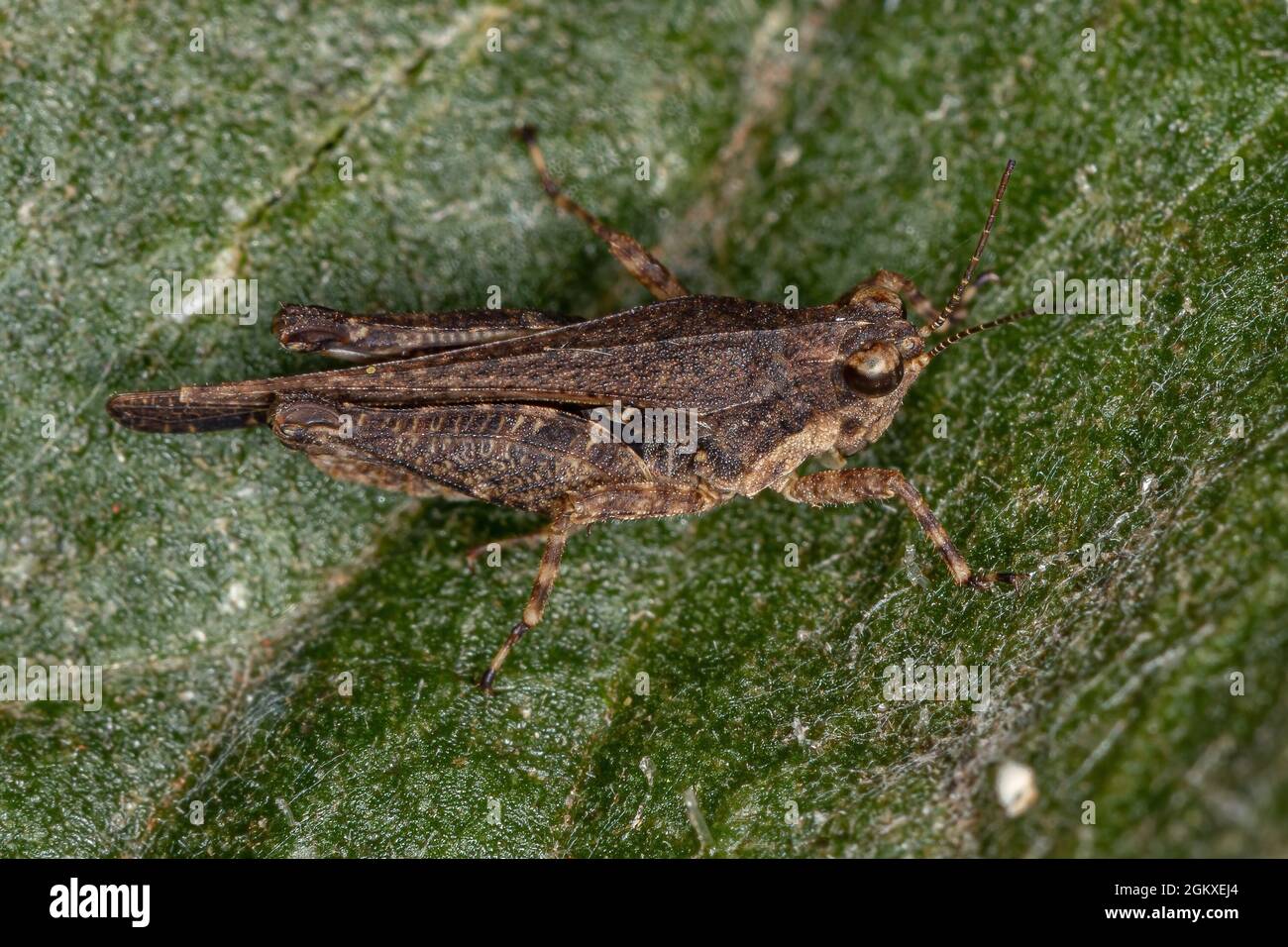 Adult Pygmy Grasshopper of the Family Tetrigidae Stock Photo - Alamy