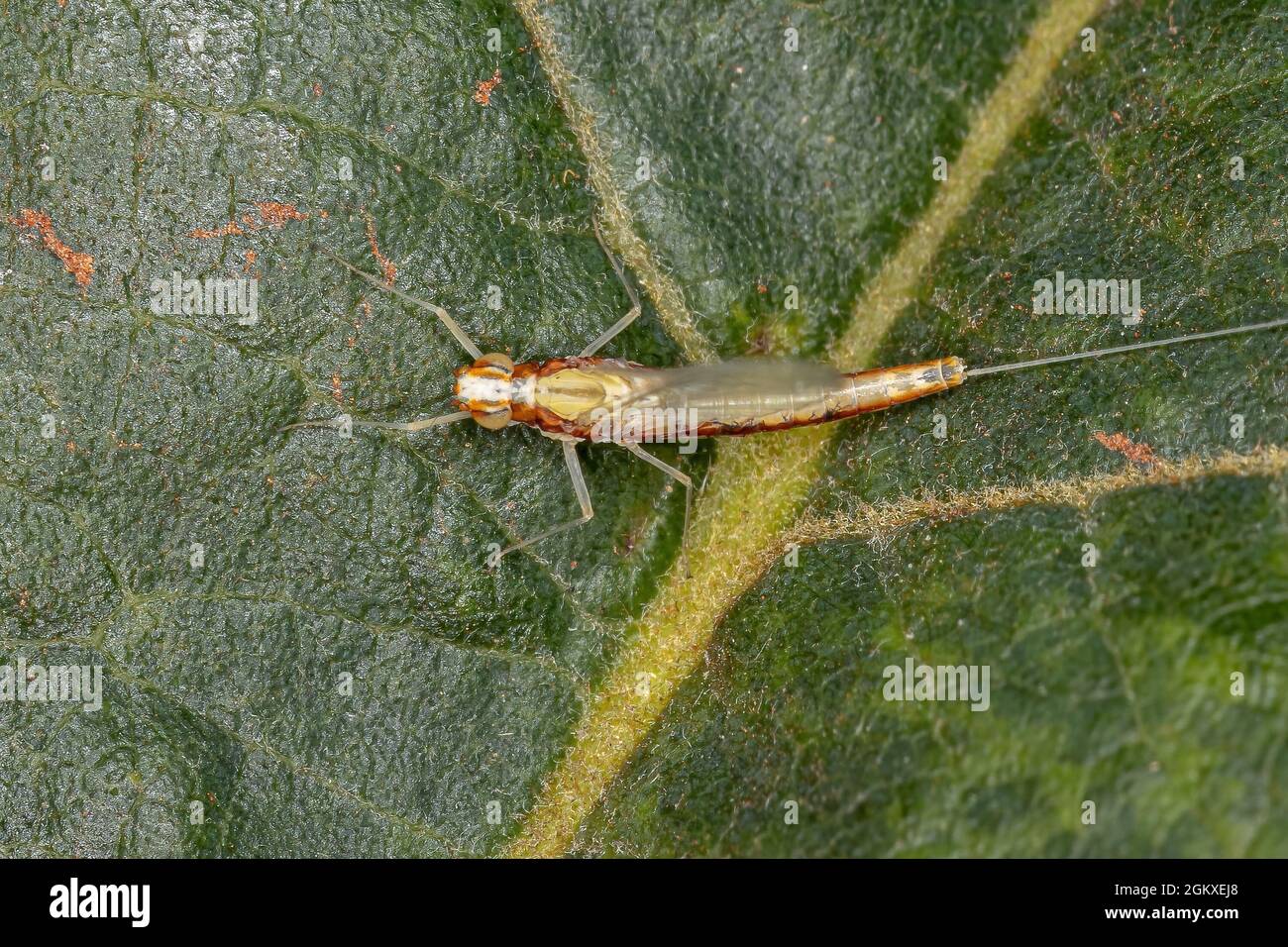 Adult Female Small Mayfly of the Family Baetidae Stock Photo - Alamy