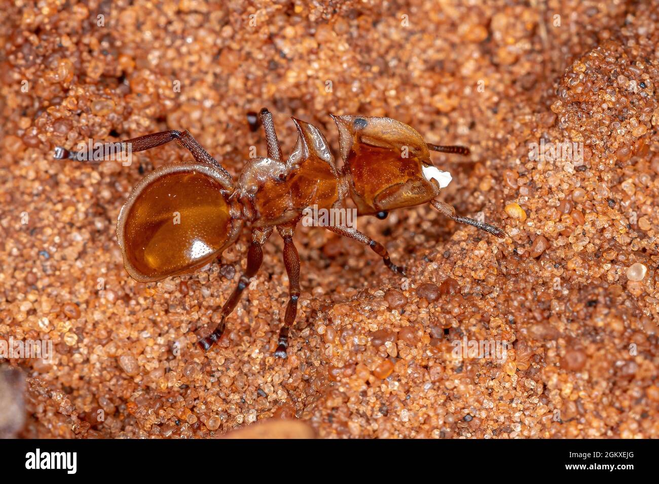 Adult Yellow Turtle Ant of the Genus Cephalotes Stock Photo - Alamy