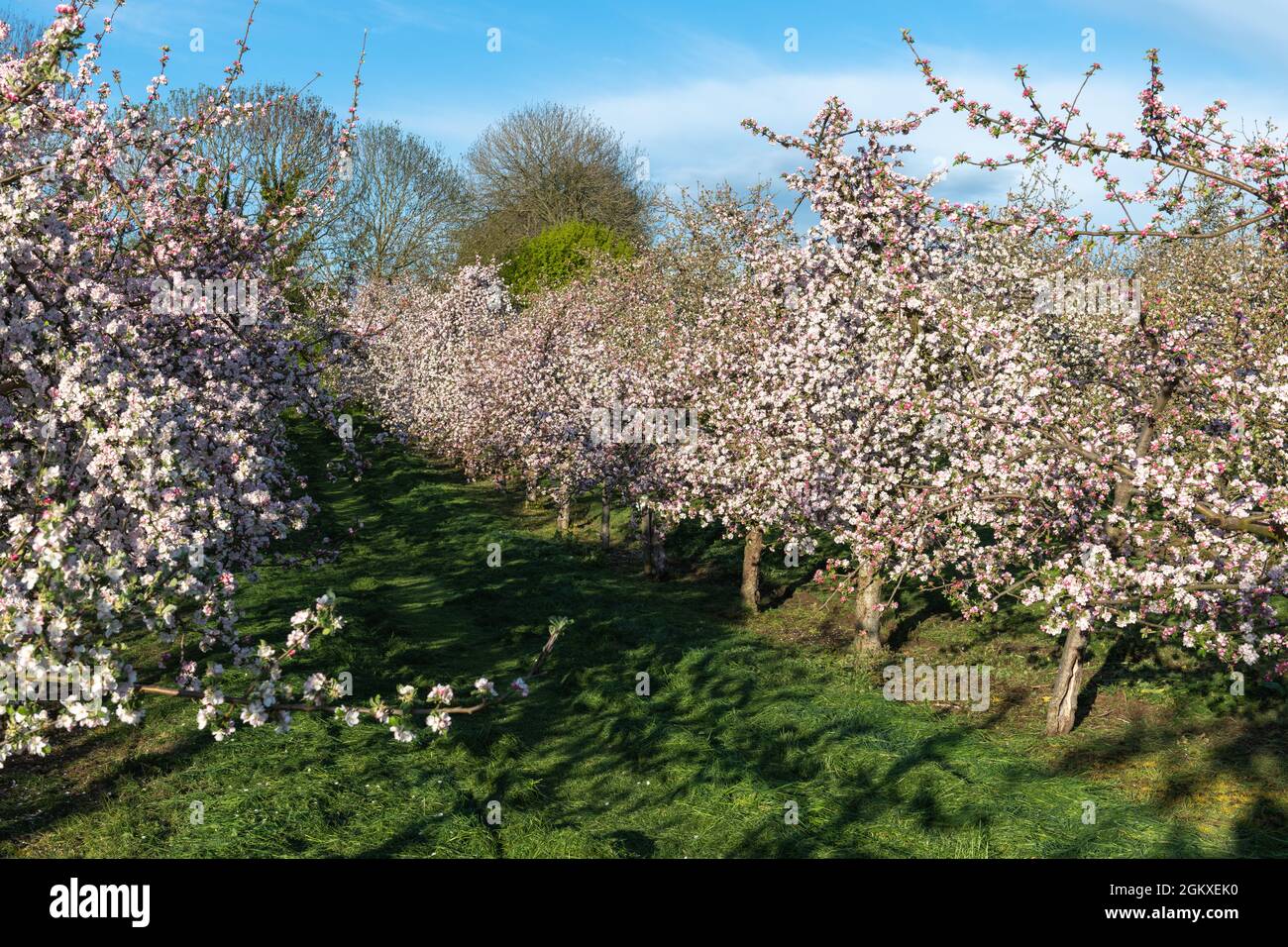 Apple blossom in bloom in a modern cider orchard Stock Photo - Alamy