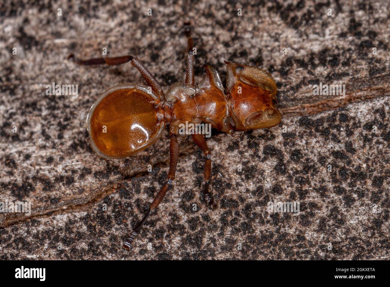 Adult Yellow Turtle Ant of the Genus Cephalotes Stock Photo - Alamy