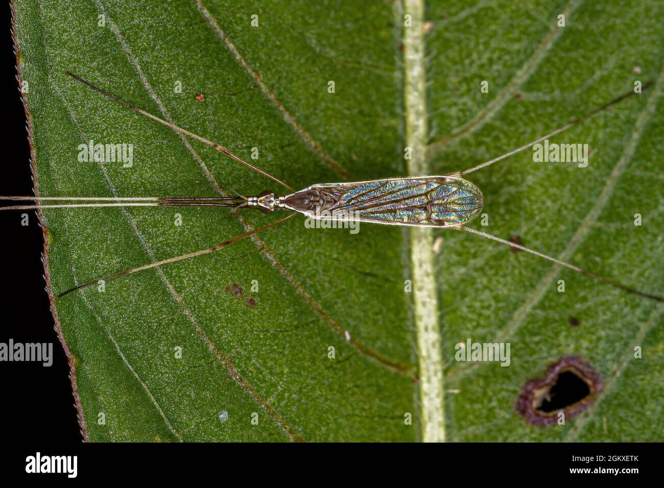 Adult Limoniid Crane Fly of the Family Limoniidae Stock Photo - Alamy