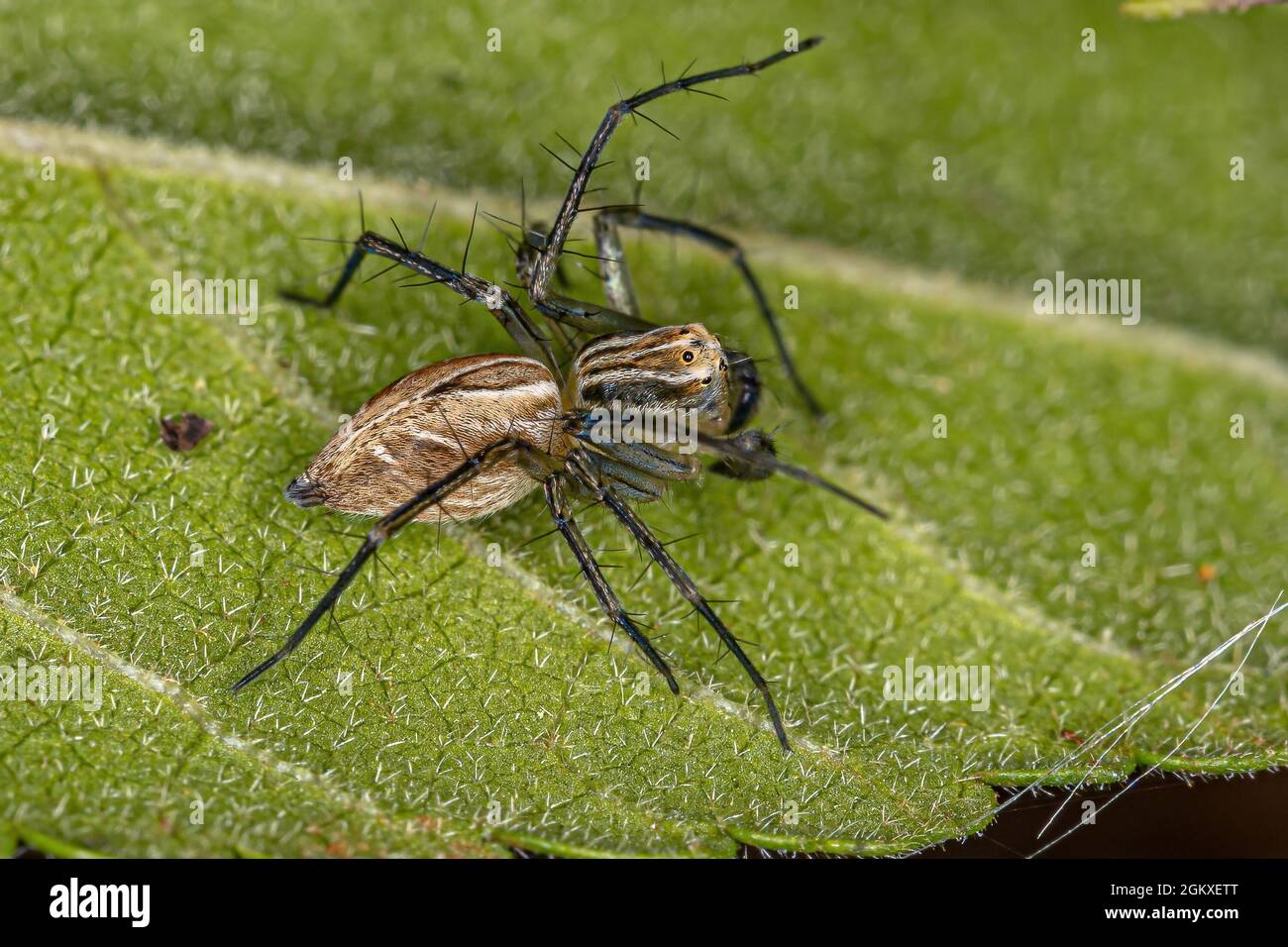 Lynx spider oxyopidae male hi-res stock photography and images - Alamy