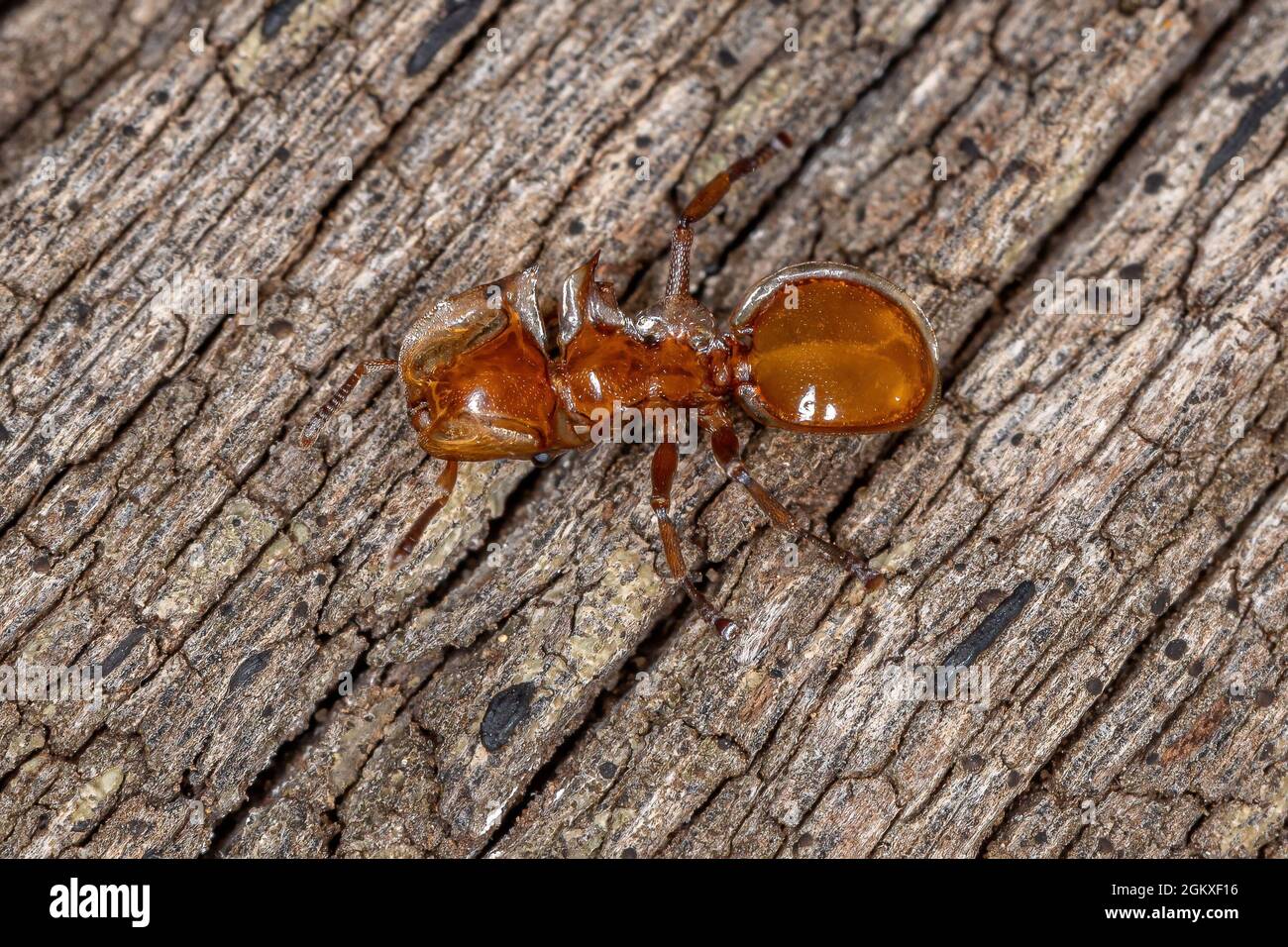 Cephalotes clypeatus hi-res stock photography and images - Alamy