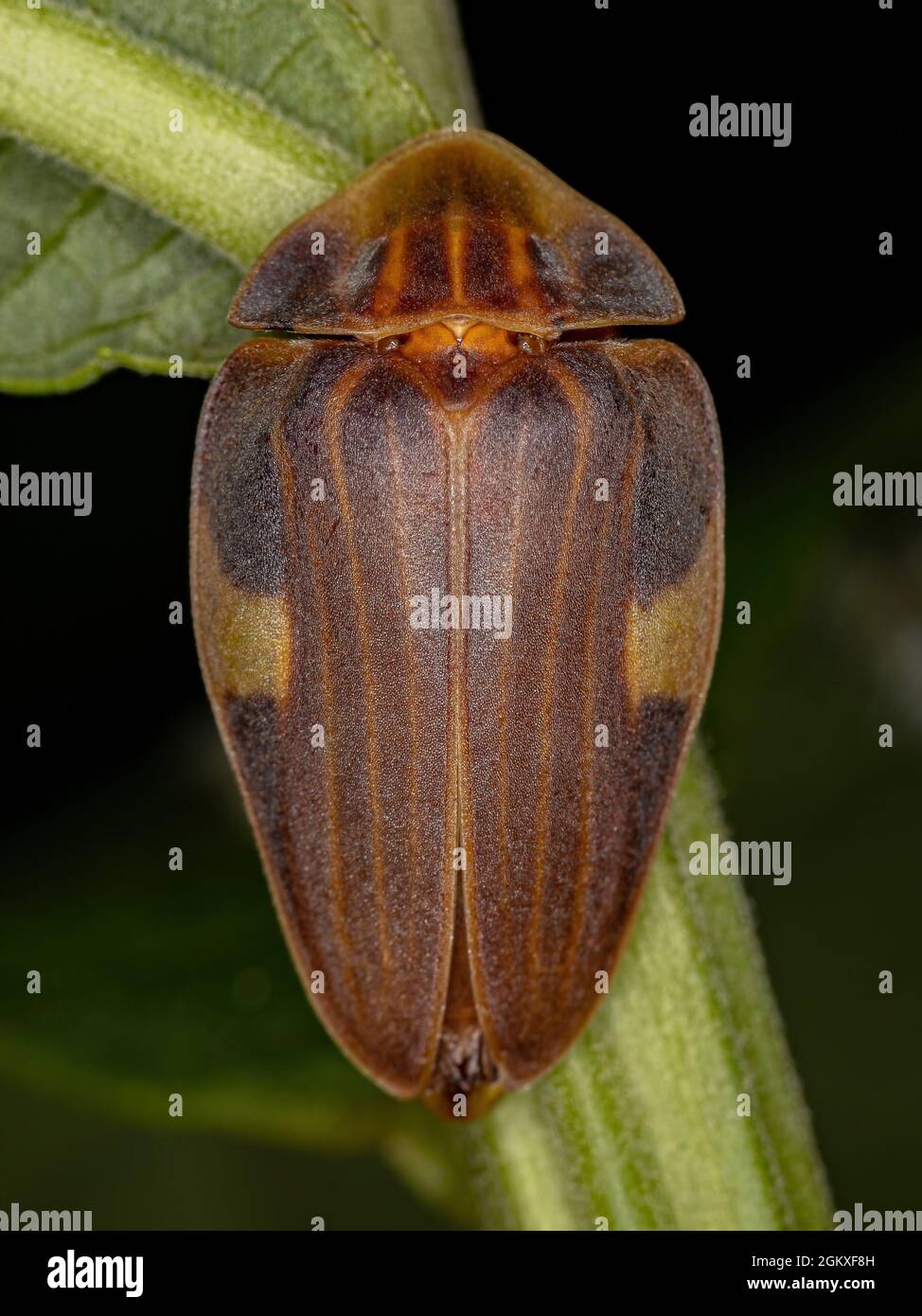Adult Firefly Beetle of the species Aspisoma lineatum Stock Photo - Alamy