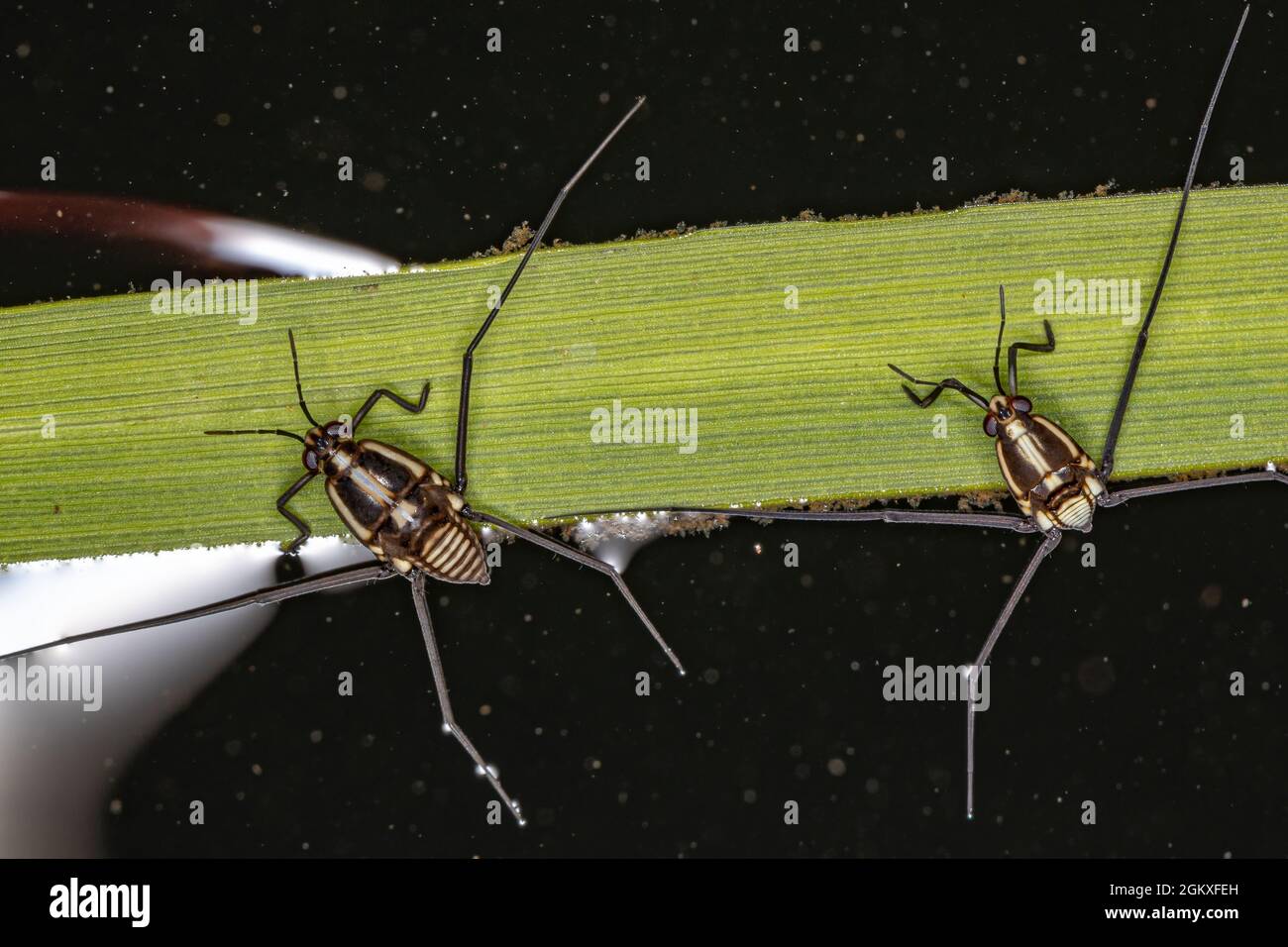Hemiptera heteroptera water strider hi-res stock photography and images ...