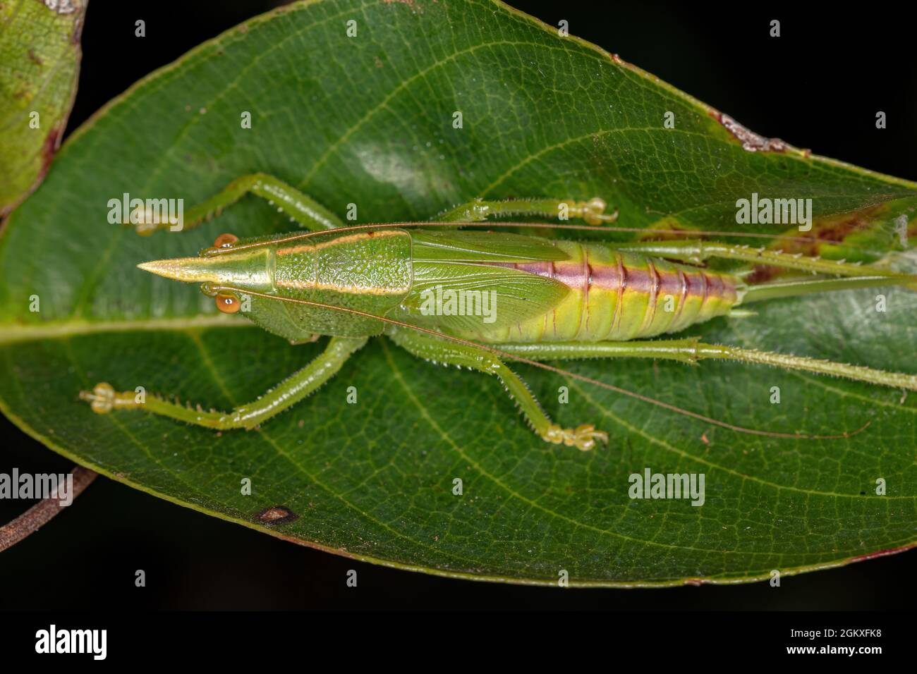 Conehead Katydid Nymph of the Subfamily Conocephalinae Stock Photo - Alamy