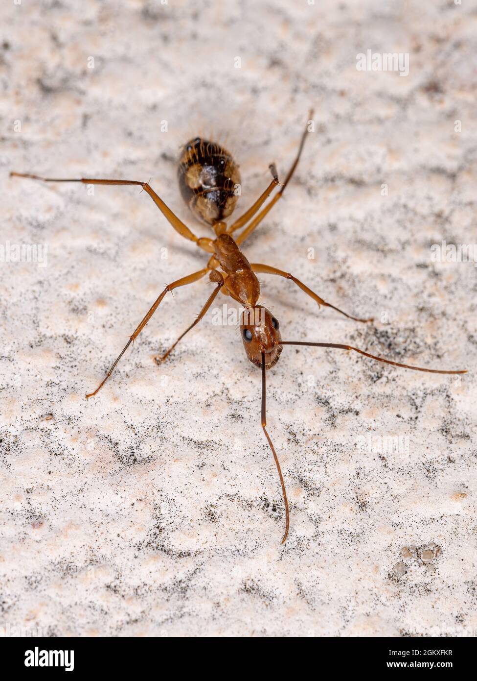 Adult Female Carpenter Ant of the genus Camponotus Stock Photo - Alamy