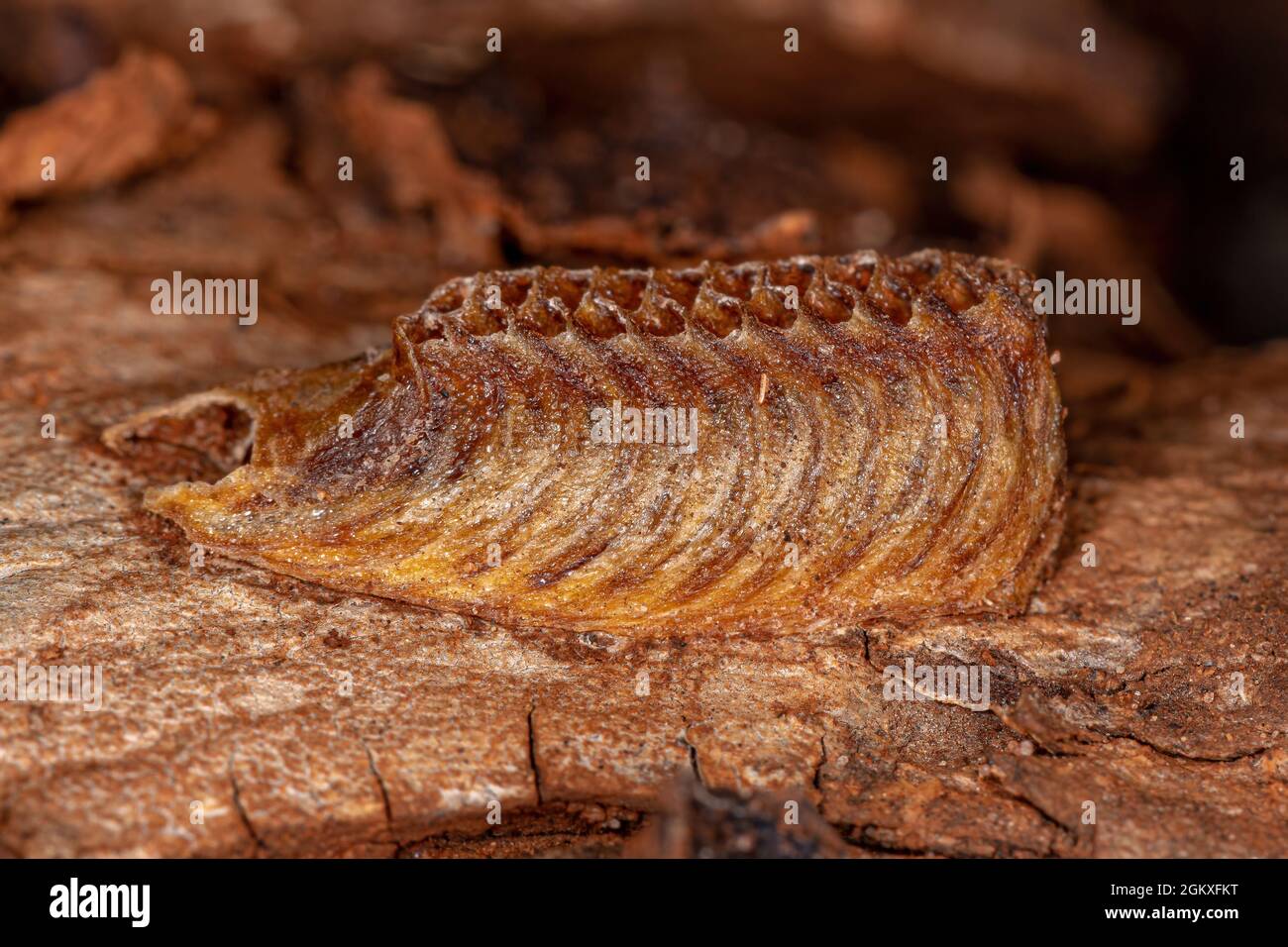 Mantodea egg hi-res stock photography and images - Alamy