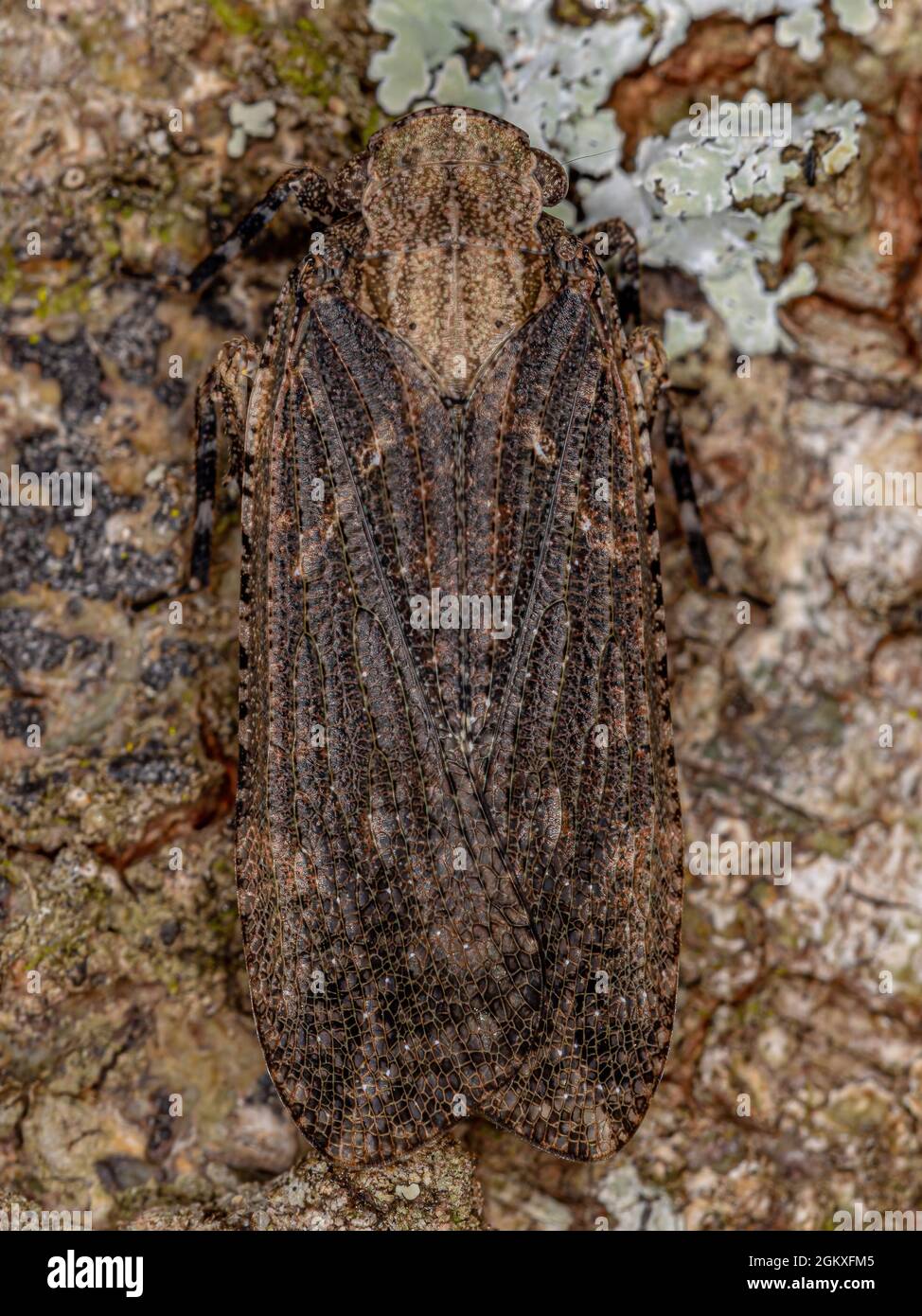 Adult Planthopper Insect of the Family Fulgoridae Stock Photo - Alamy