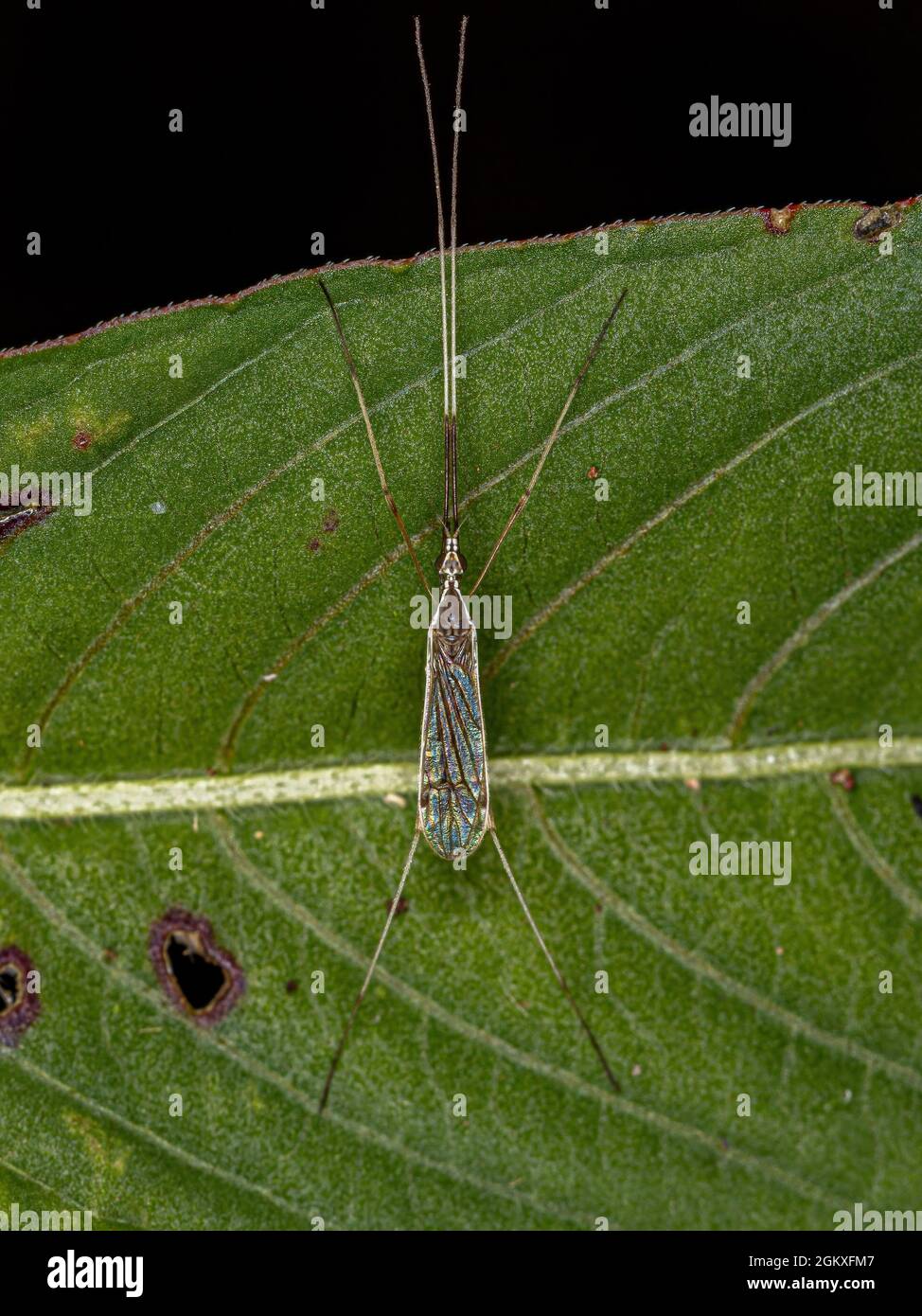 Cranefly limoniidae hi-res stock photography and images - Alamy