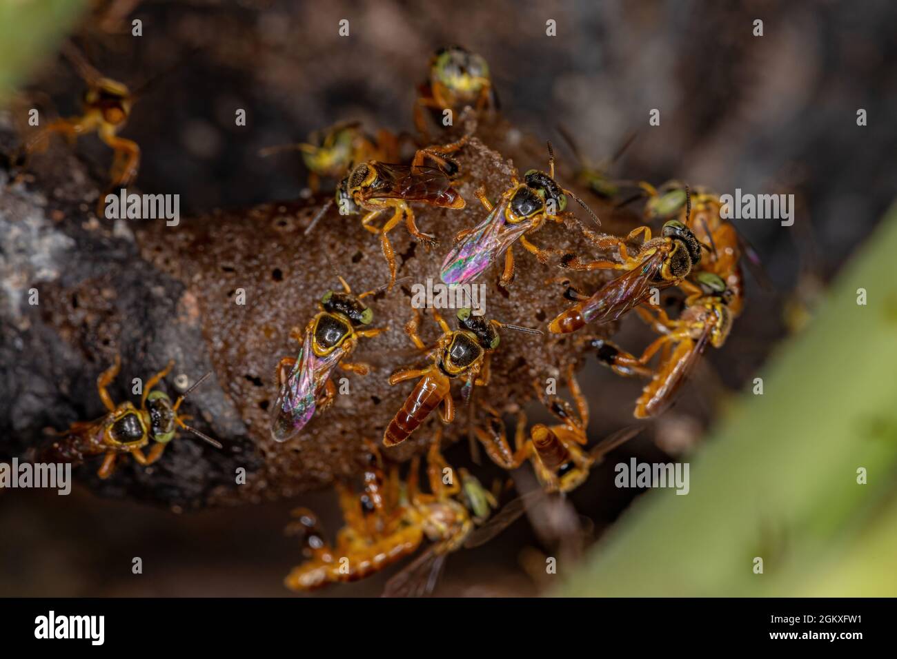 Adult Jatai bees of the species Tetragonisca angustula in macro view ...