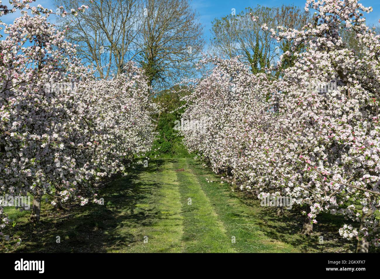 Apple blossom in bloom in a modern cider orchard Stock Photo - Alamy