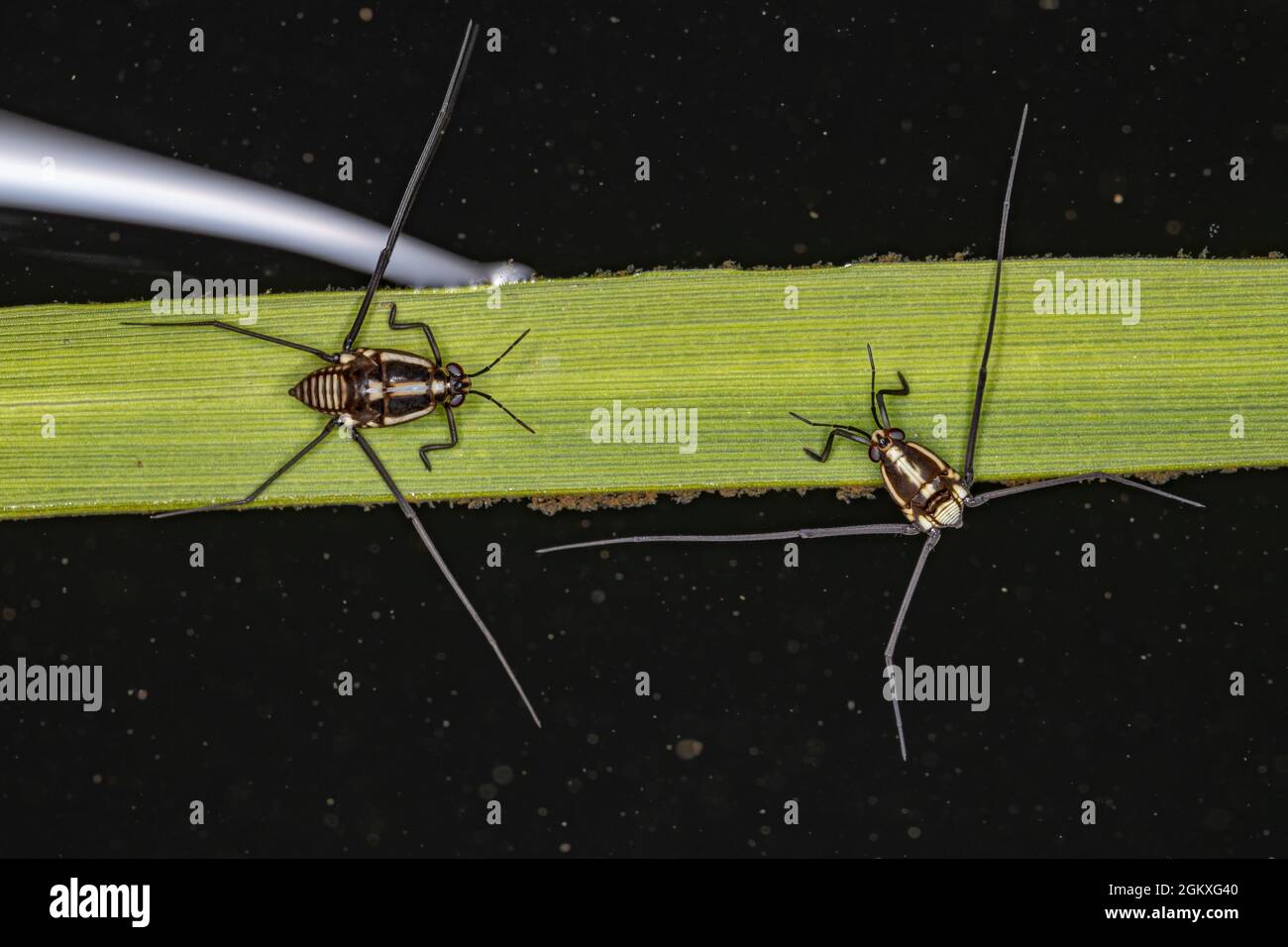 Water Strider Insect of the Subfamily Trepobatinae Stock Photo - Alamy