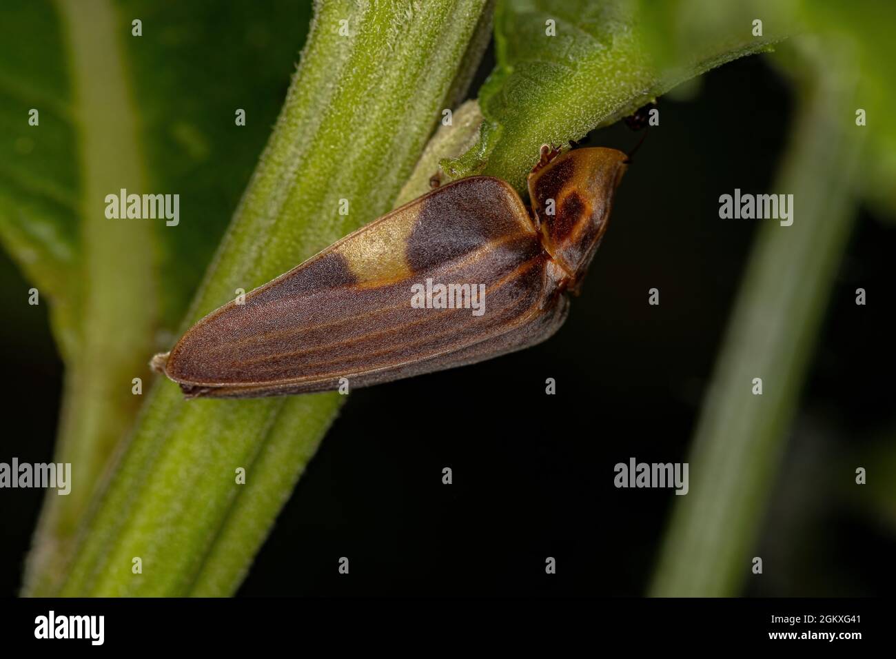 Adult Firefly Beetle of the species Aspisoma lineatum Stock Photo - Alamy