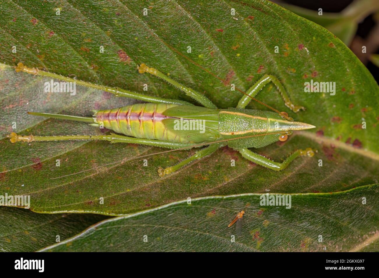 Conehead Katydid Nymph of the Subfamily Conocephalinae Stock Photo - Alamy