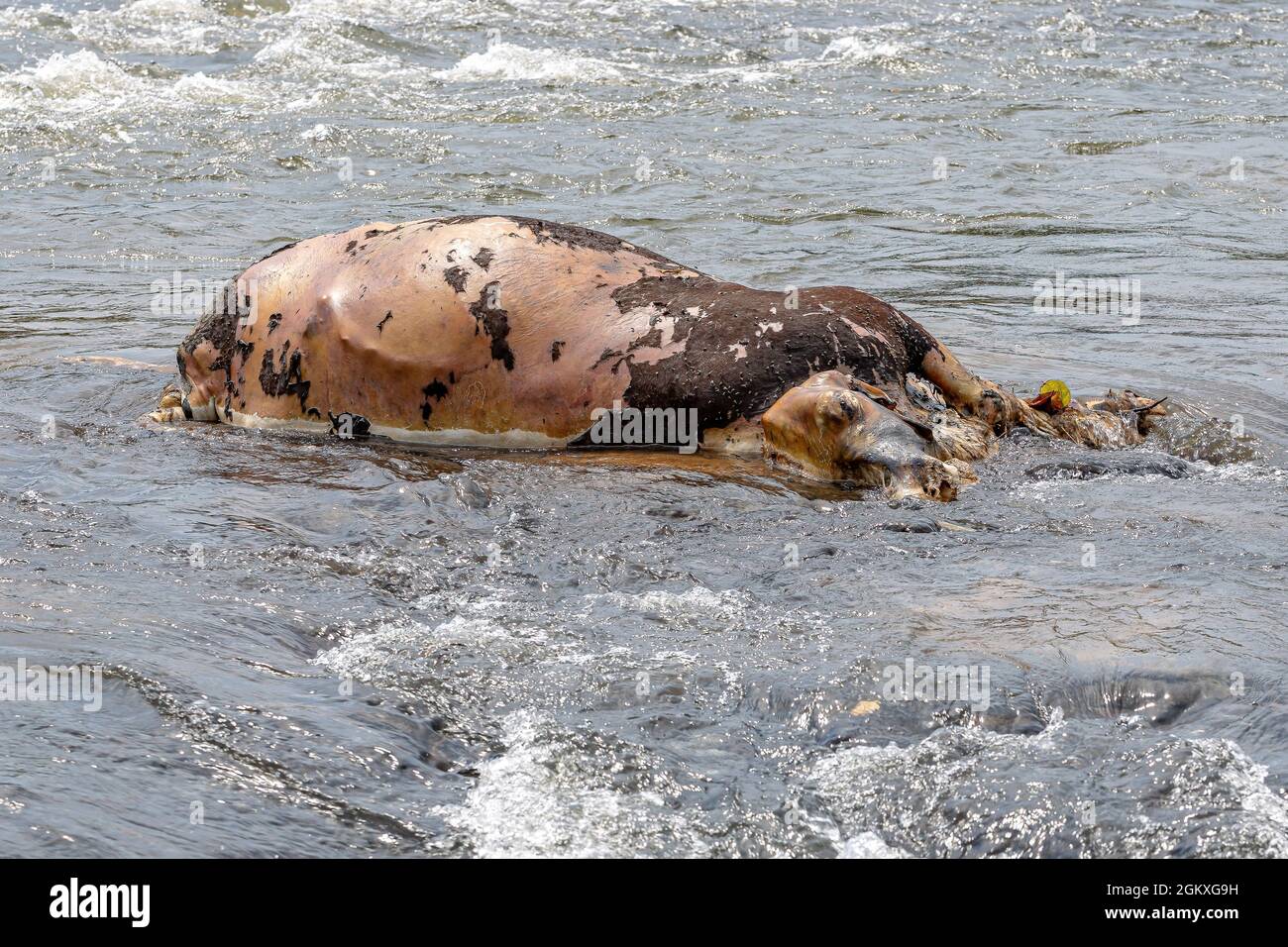 Large dead cow at the beginning of the decomposition process on the ...