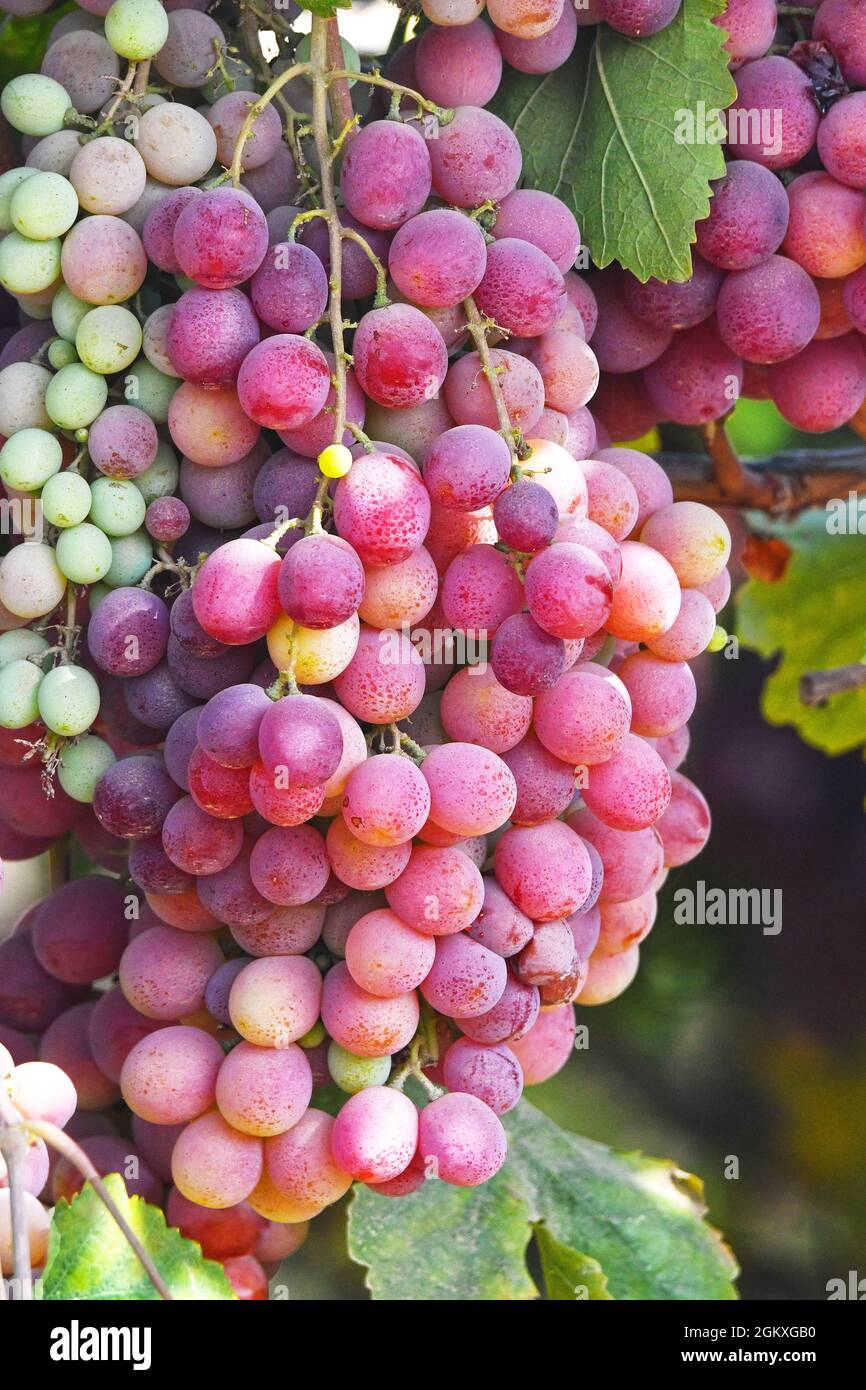 Ripe red Grapes in a vineyard Stock Photo - Alamy