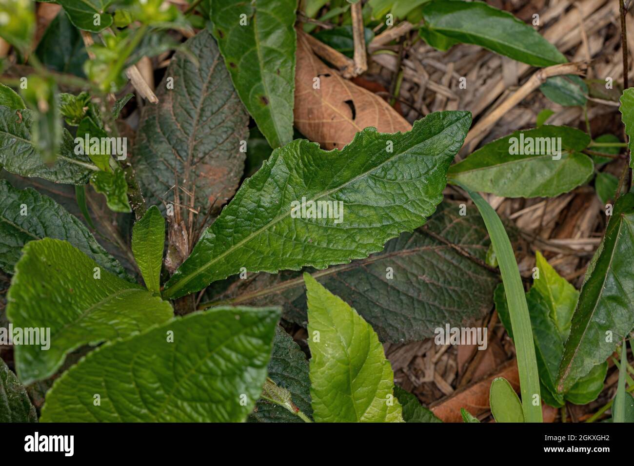 Elephant Foot Plant of the species Elephantopus mollis Stock Photo - Alamy