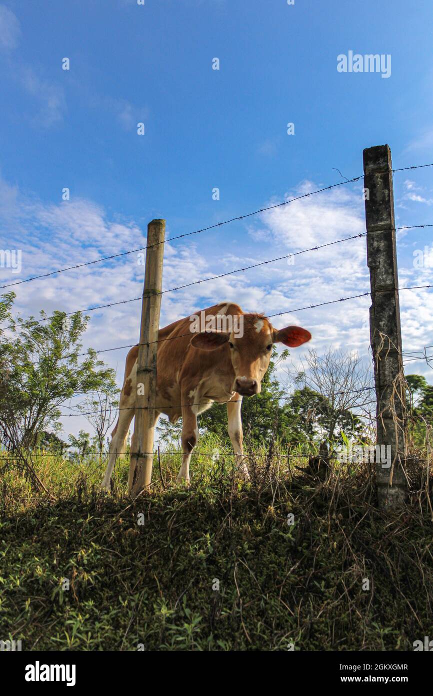 Vertical shot of a cow behind the barbed wires in the farm Stock Photo ...