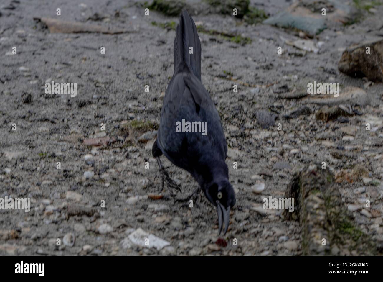 Great-tailed grackle eating food from the muddy ground Stock Photo - Alamy