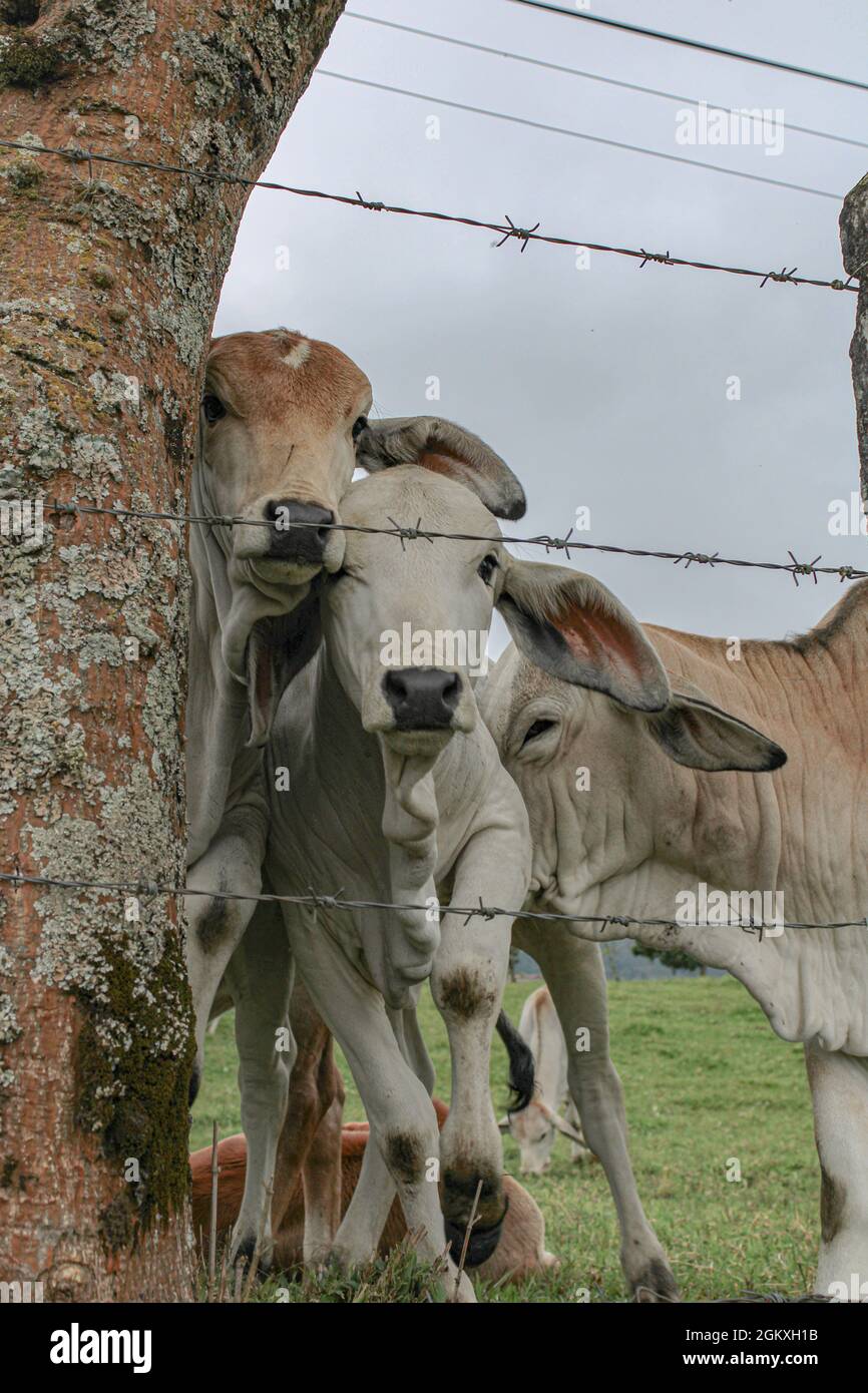 Vertical shot of cows behind the barbed wires in the farm Stock Photo ...