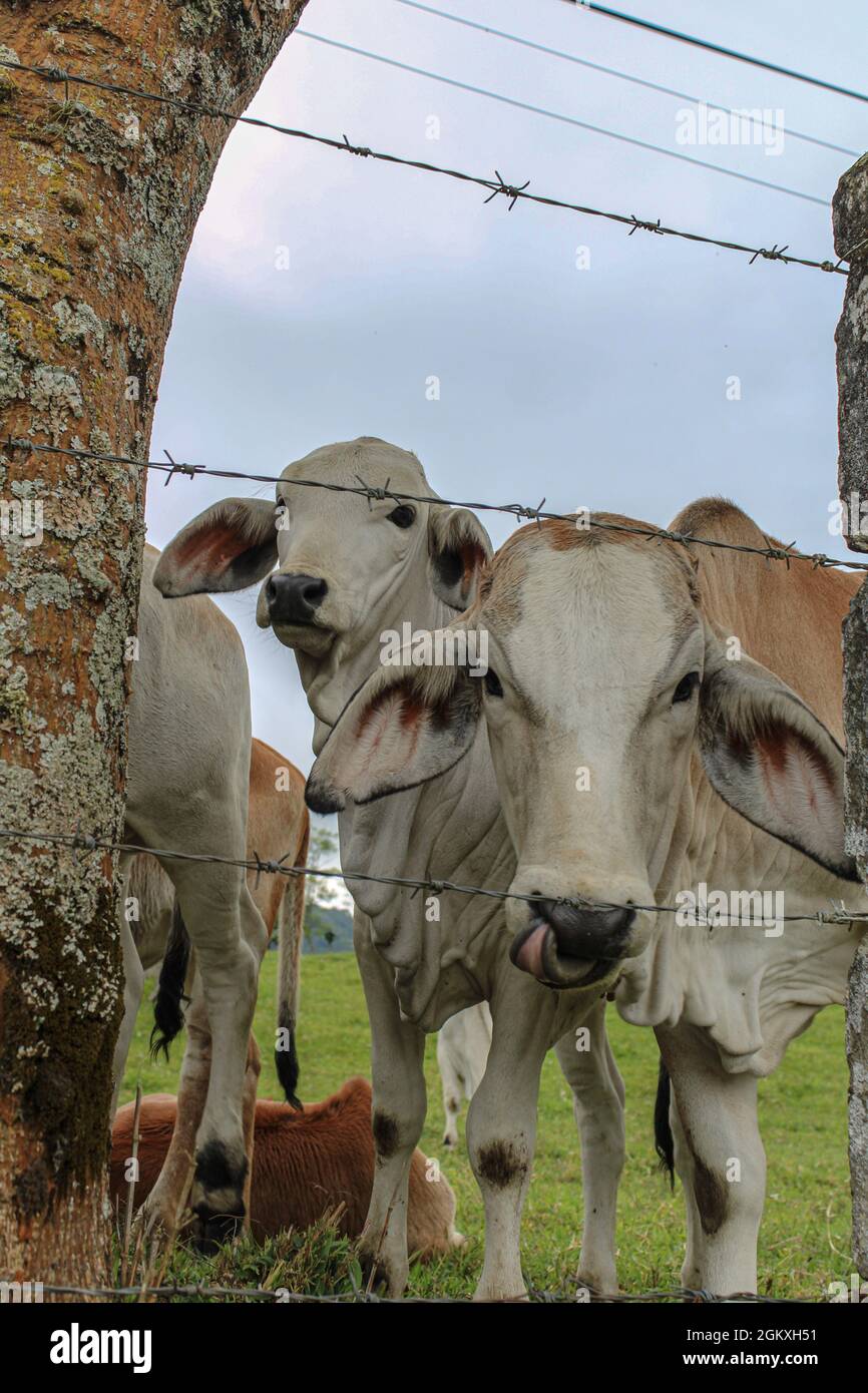 Vertical shot of cows behind the barbed wires in the farm Stock Photo ...