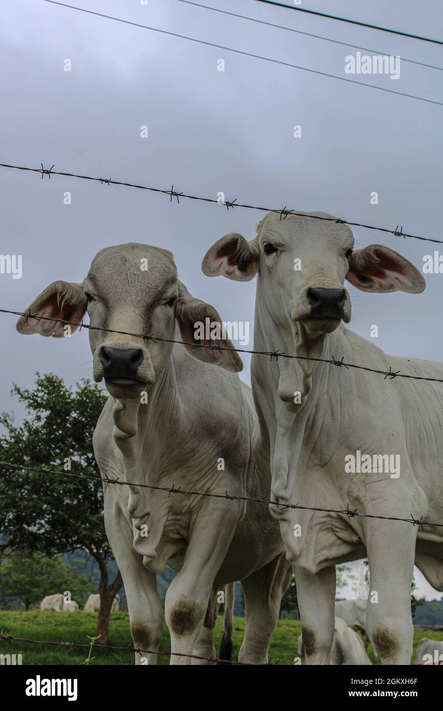 Vertical shot of cows behind the barbed wires in the farm Stock Photo ...