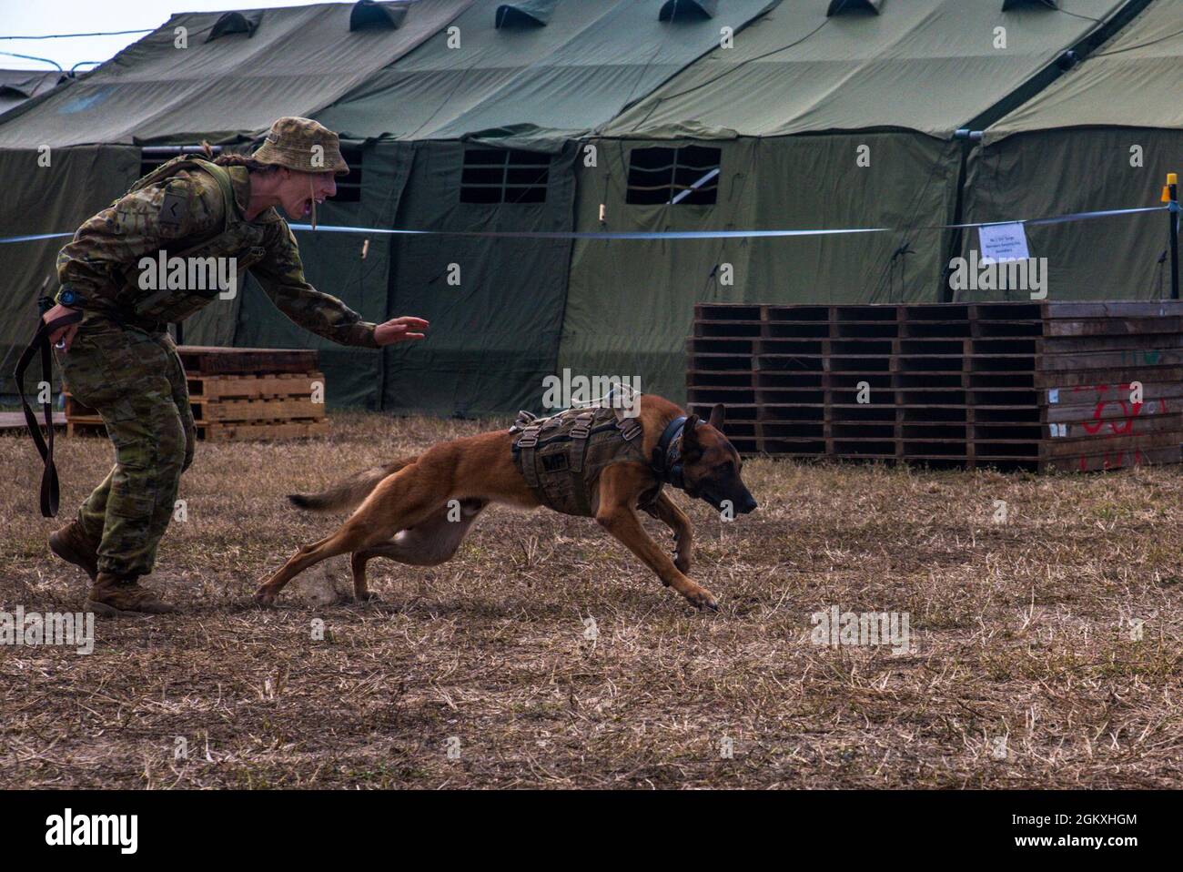 Australian police dog hi-res stock photography and images - Alamy