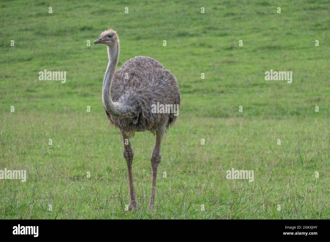 Greater rhea in Cabarceno Natural Park, Spain Stock Photo - Alamy