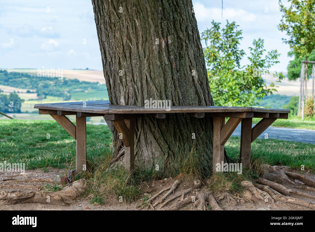 Wooden round tree bench in the forest Stock Photo - Alamy
