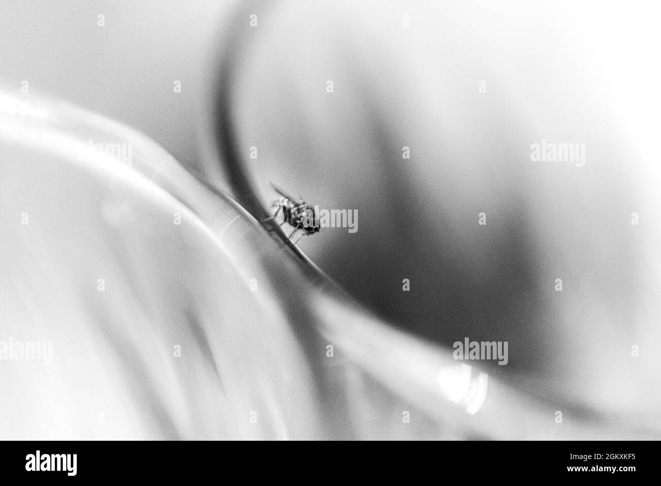 Plant and animal species Black and White Stock Photos & Images - Alamy