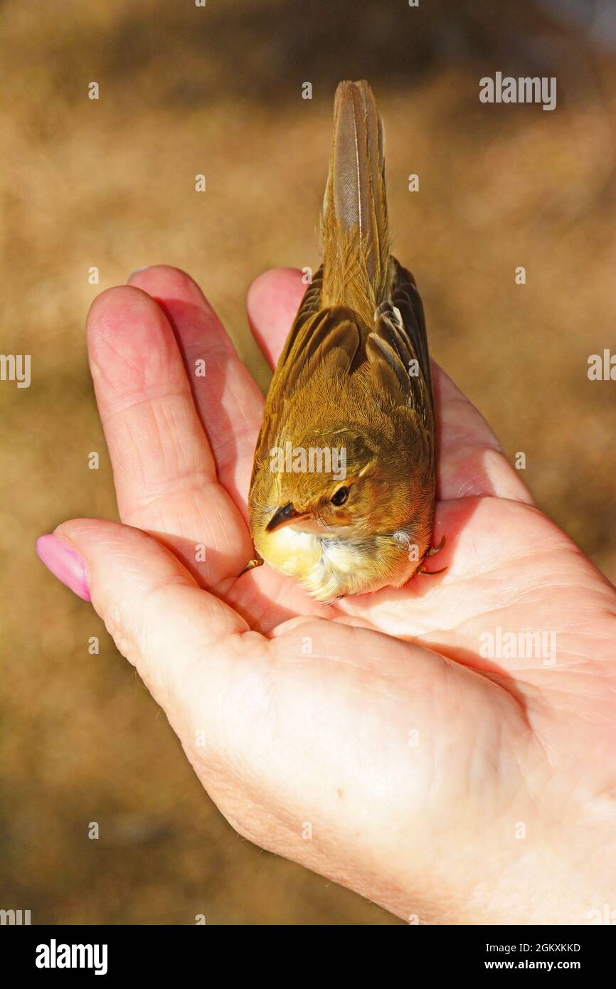 Bird in hand, ready for release after ringing Stock Photo - Alamy