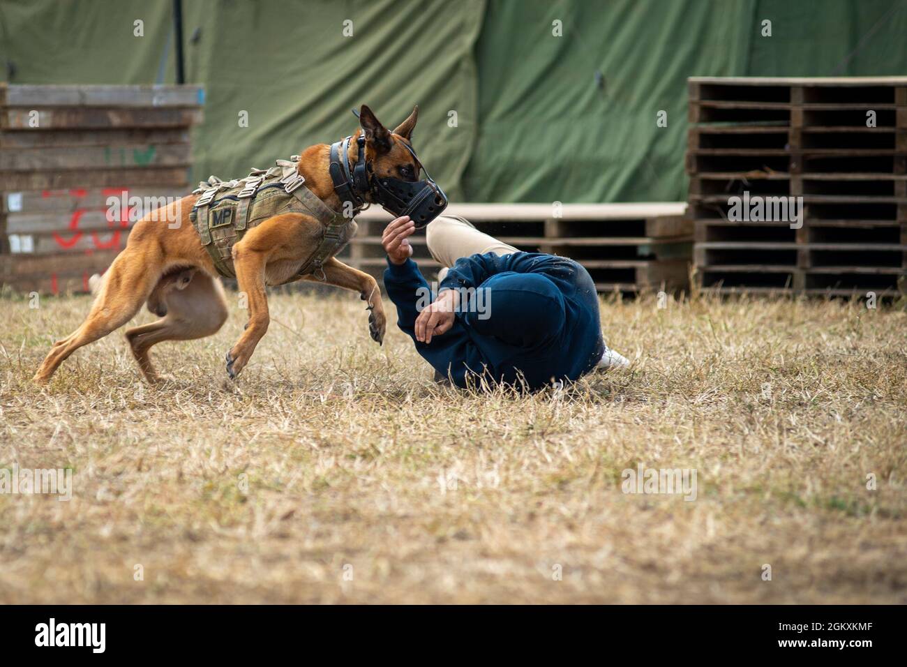 Australian Army Military Police Dog Apache, with the 1st Military ...
