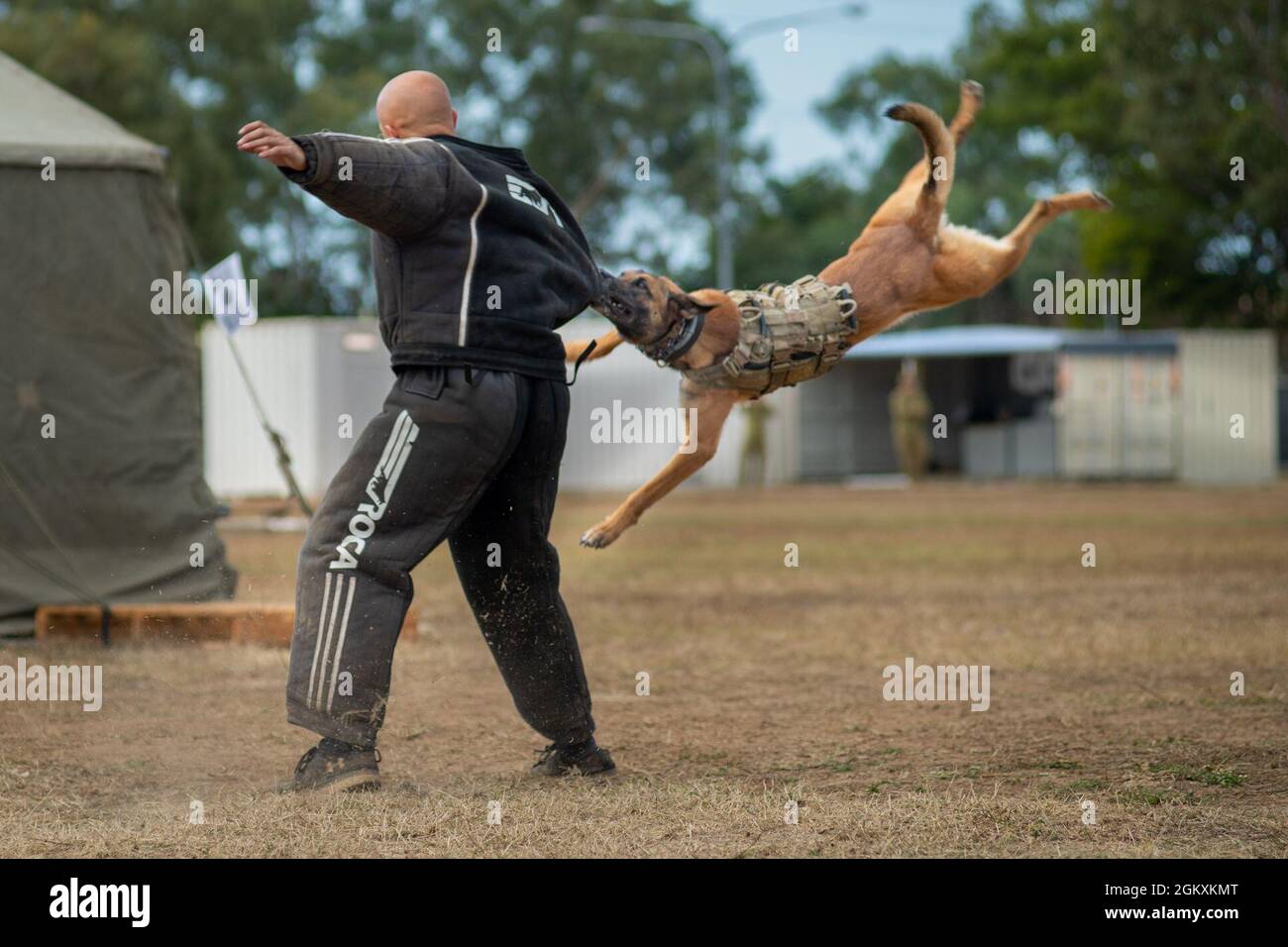 Australian Army Military Police Dog Apache, with the 1st Military ...