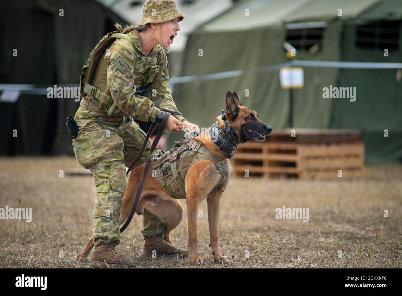 Australian police dog hi-res stock photography and images - Alamy