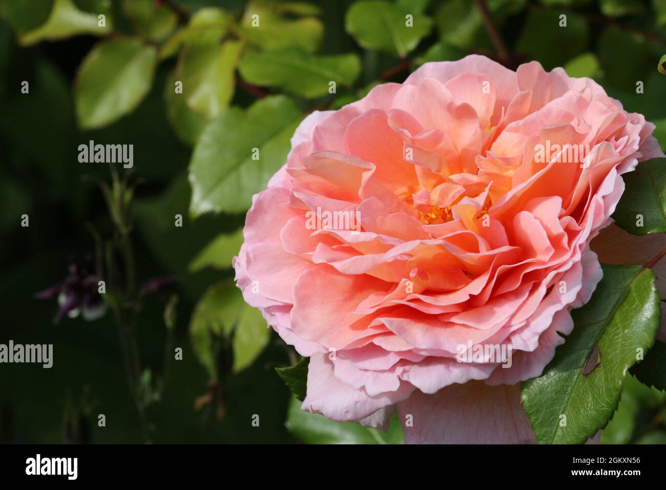 Salmon pink rose flower, Rosa species of unknown variety, in close up ...