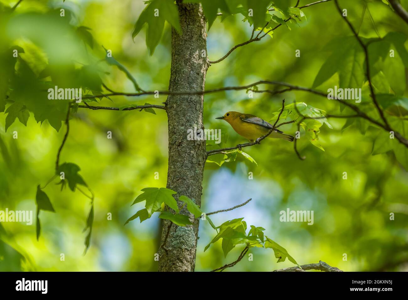 Yellow warbler in flight hi-res stock photography and images - Alamy