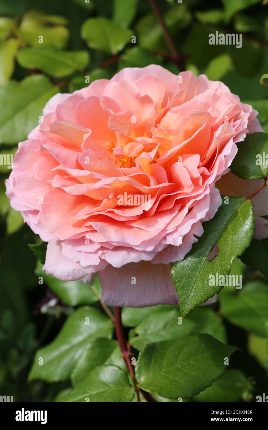 Salmon pink rose flower, Rosa species of unknown variety, in close up ...