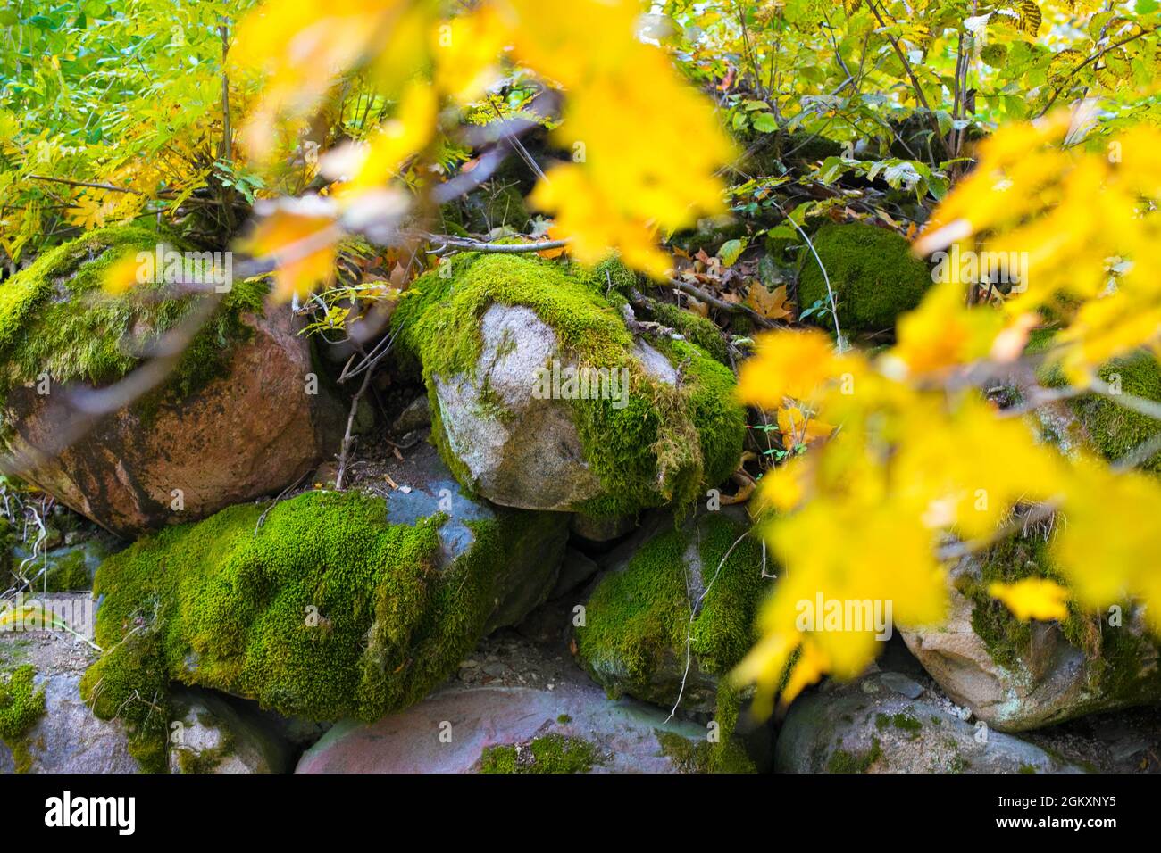 Large stones in park nature hi-res stock photography and images - Alamy